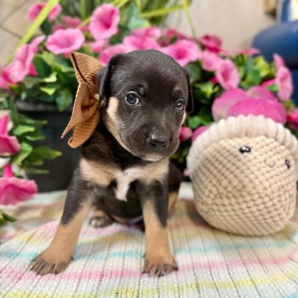 Dog for adoption - Kodiak Baby Boy Alaskan, a Dachshund & Chihuahua Mix ...