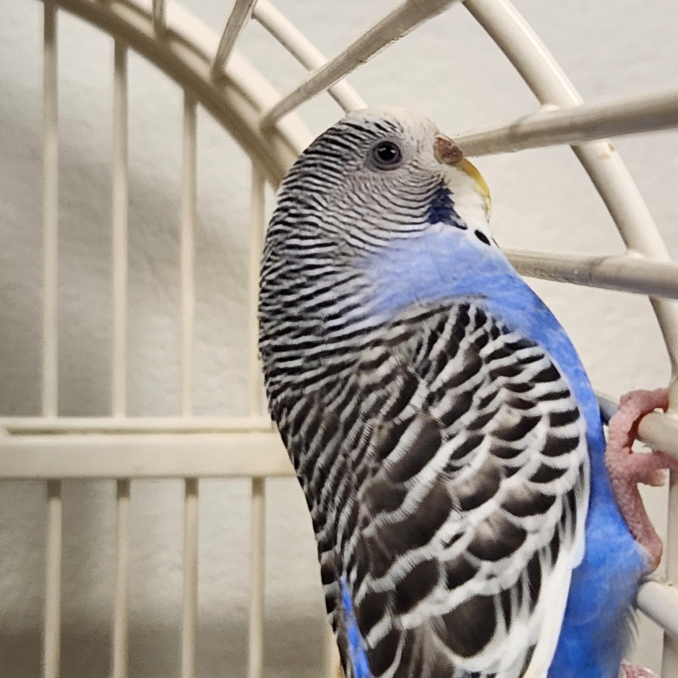 Parakeet for adoption - Sweet pea (ID#48664/3358), a Parakeet (Other ...