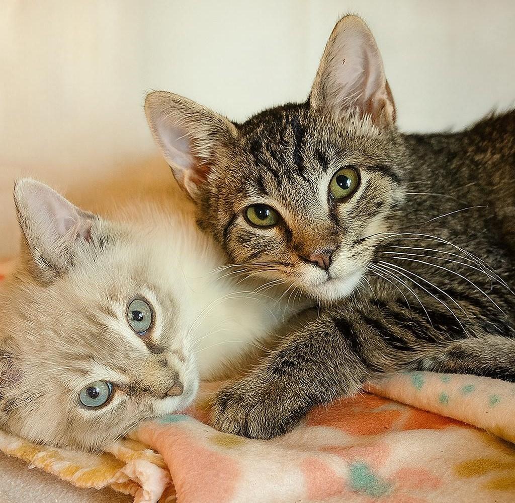 Cat for adoption - Happy & Kirby (lovers of dogs, snuggles, people ...
