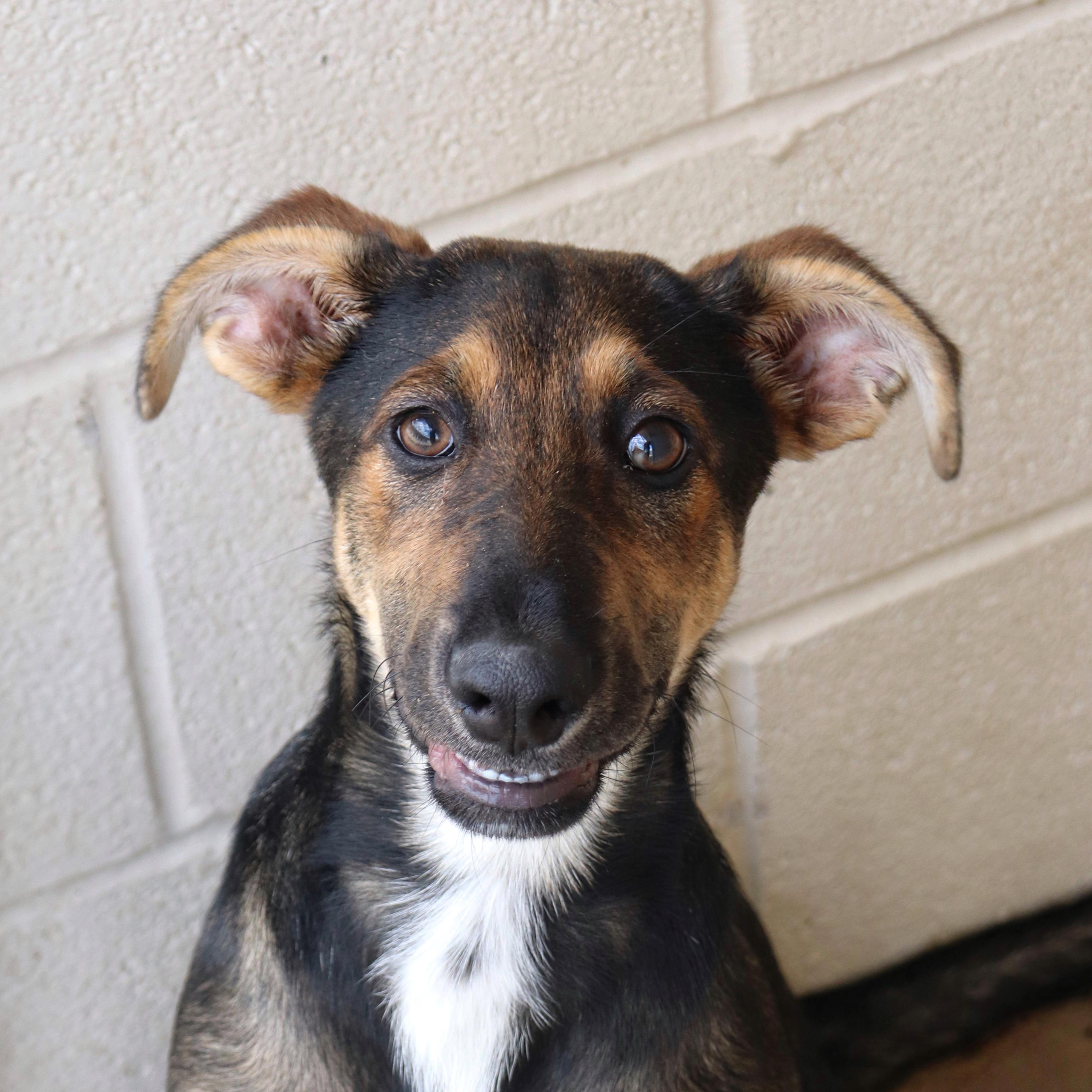 Dog for adoption - Tea #10387, a German Shepherd Dog Mix in Sherman, TX ...