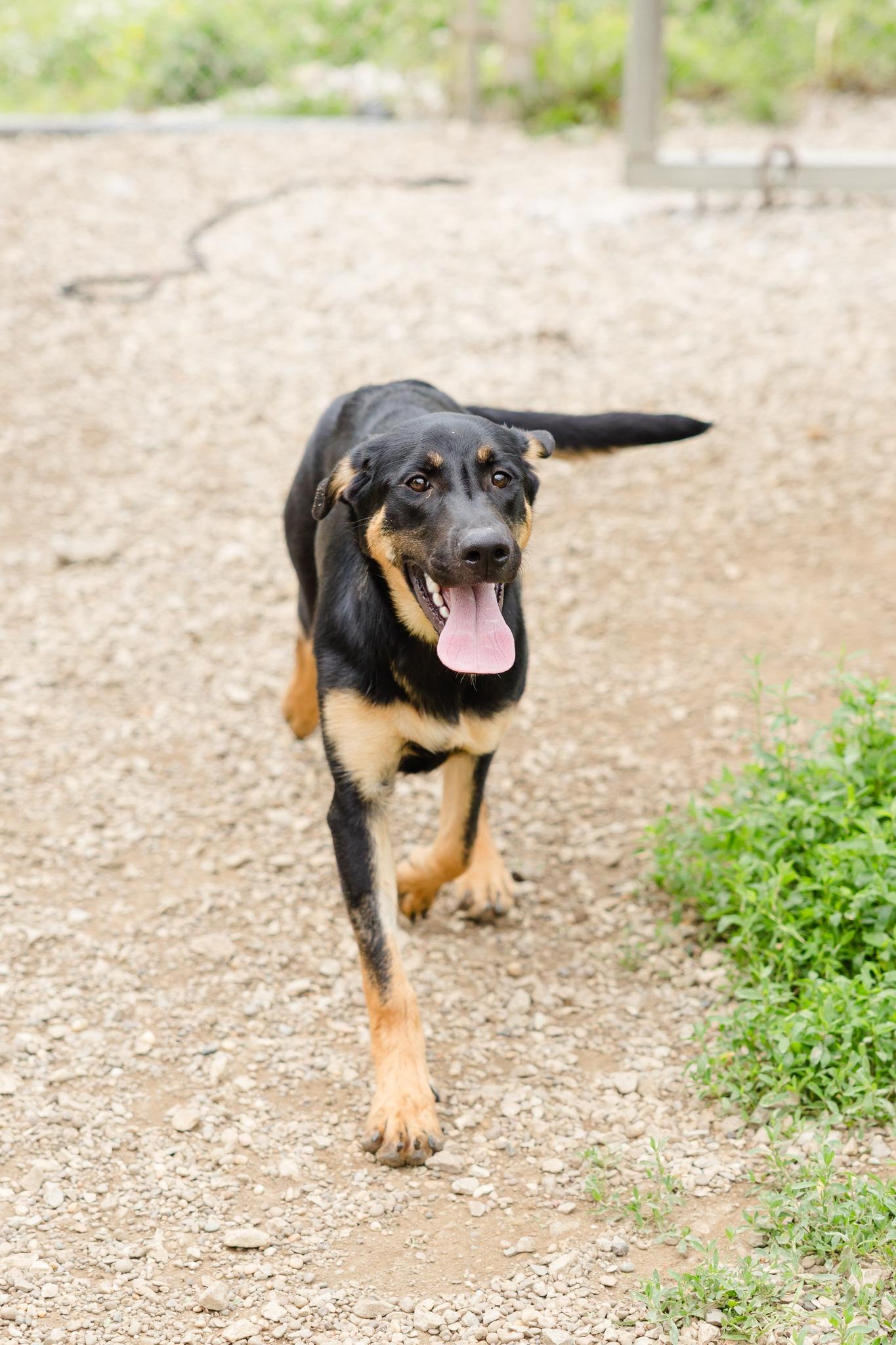 Dog for adoption - Regina, a German Shepherd Dog Mix in Newburgh, IN ...
