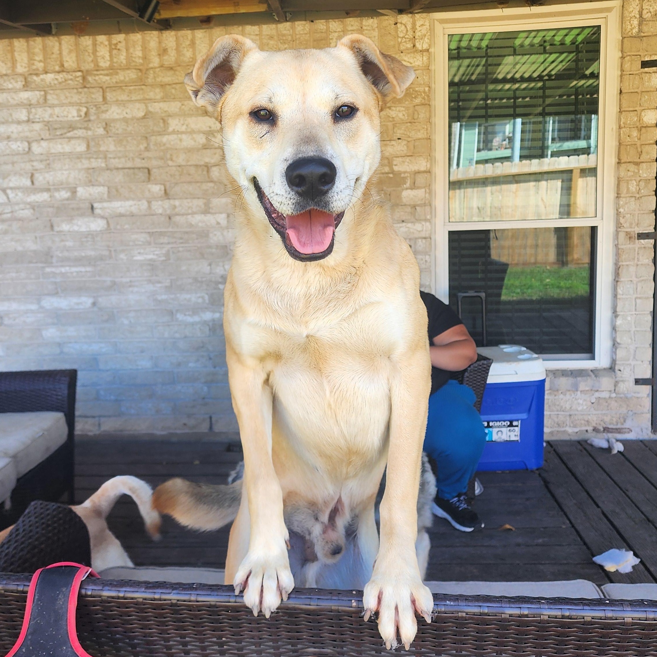 Dog for adoption - Peter*, a Labrador Retriever Mix in Houston, TX ...
