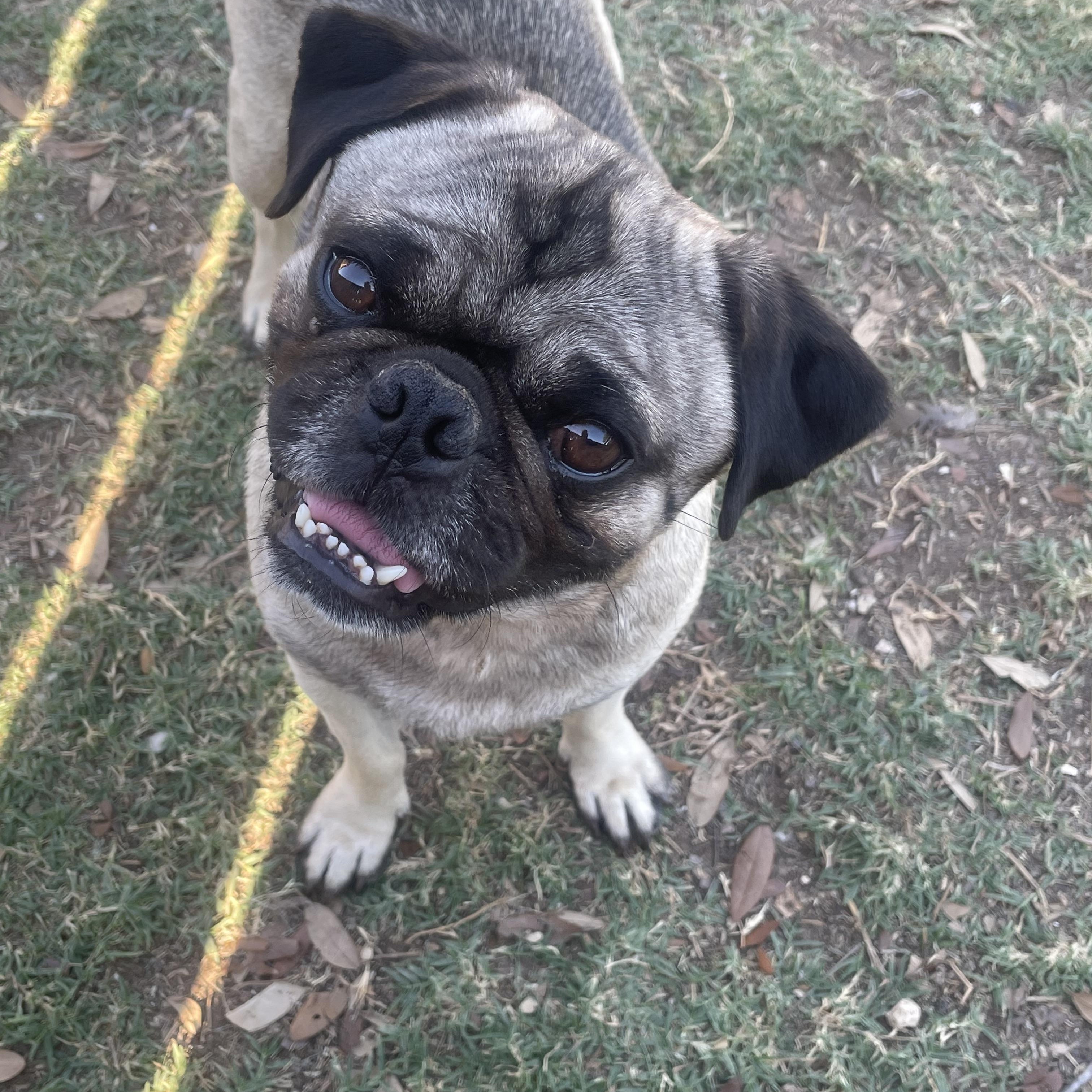 Dog for adoption - Jack, a Pug in Toms River, NJ | Petfinder