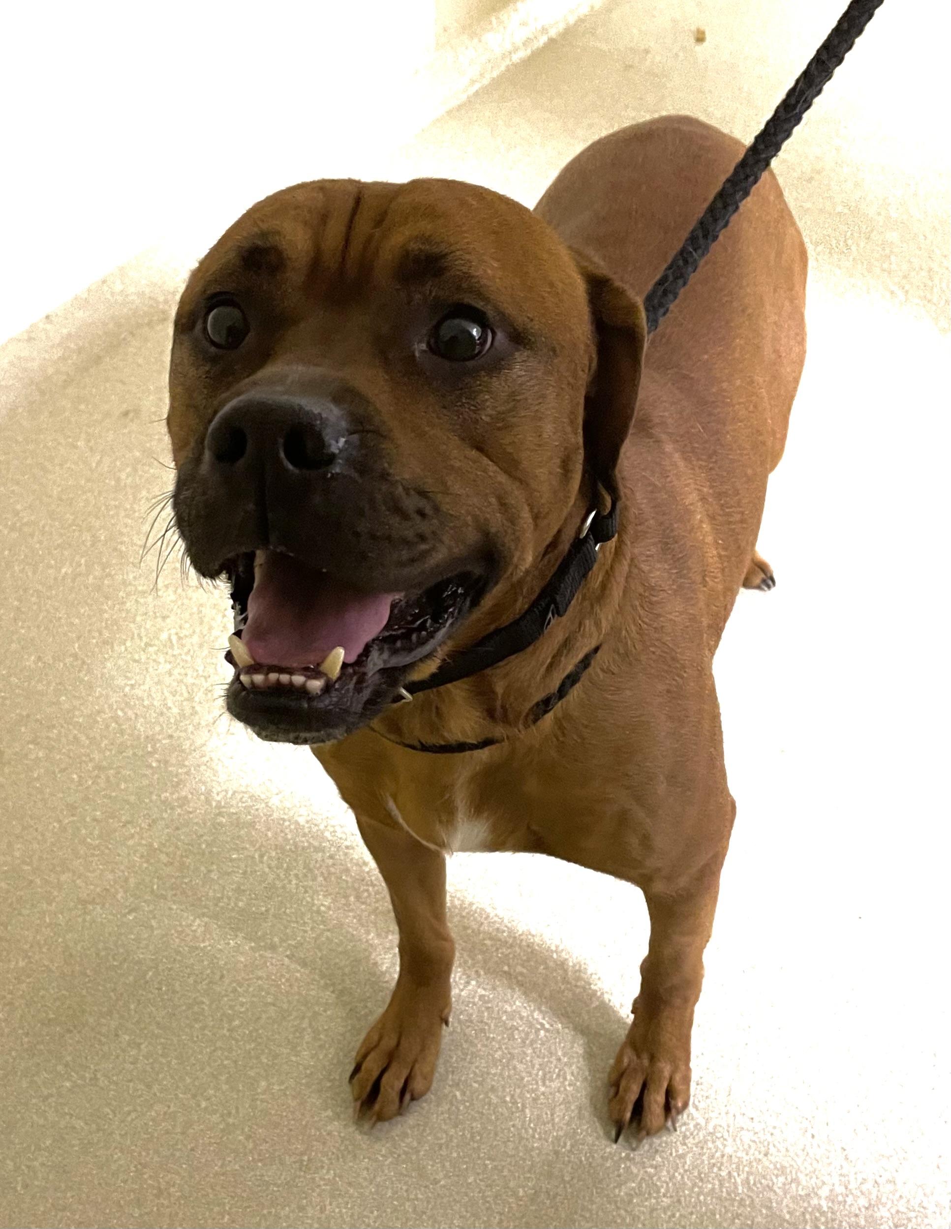 Dog for adoption - Tator, a Boxer Mix in Ashland, OH | Petfinder