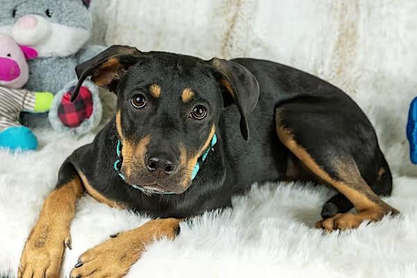 Dog for adoption - Revlon, an American Staffordshire Terrier & Labrador ...