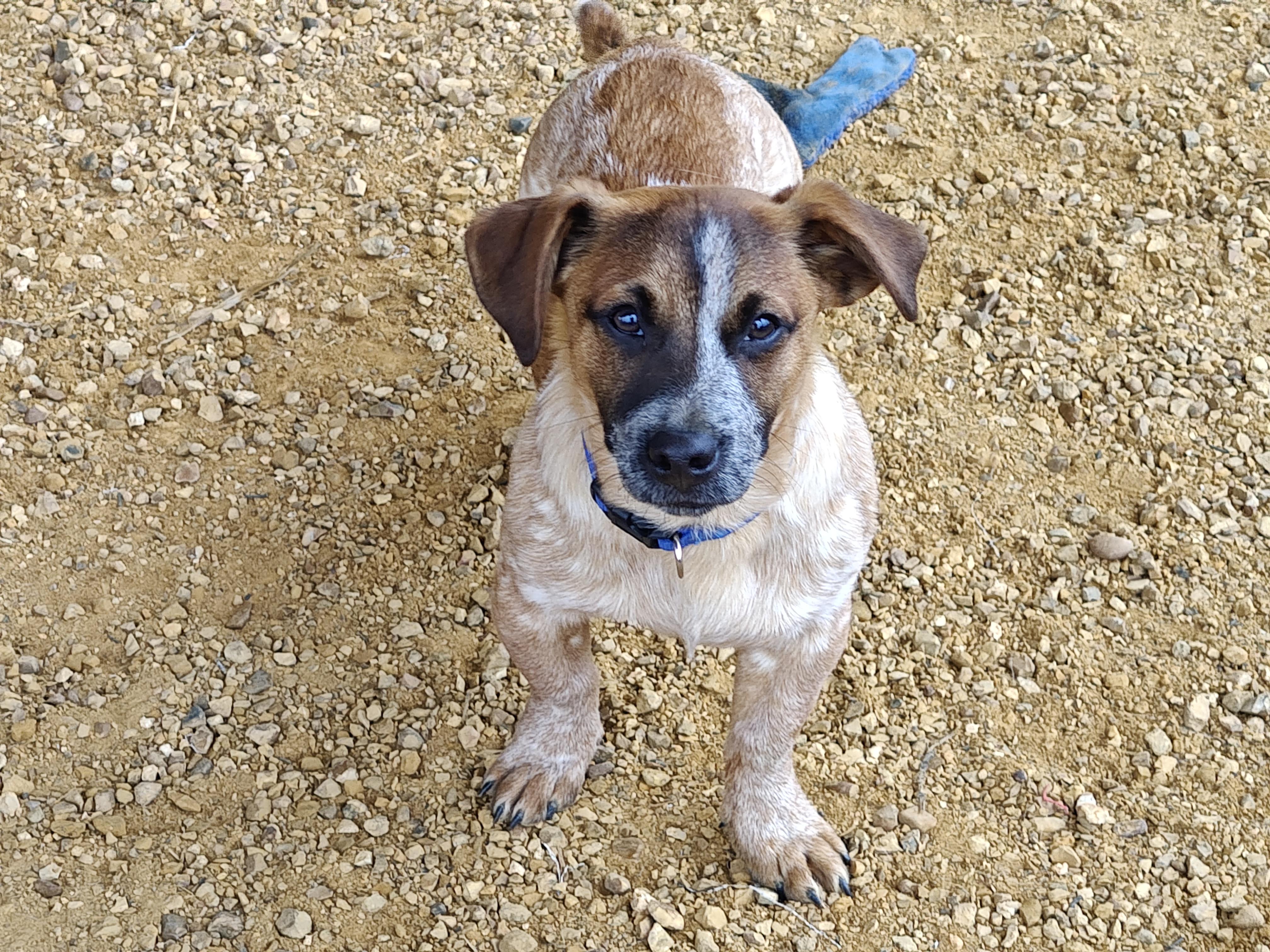 Dog for adoption - Bruce - Adoption Pending, a Basset Hound Mix in ...