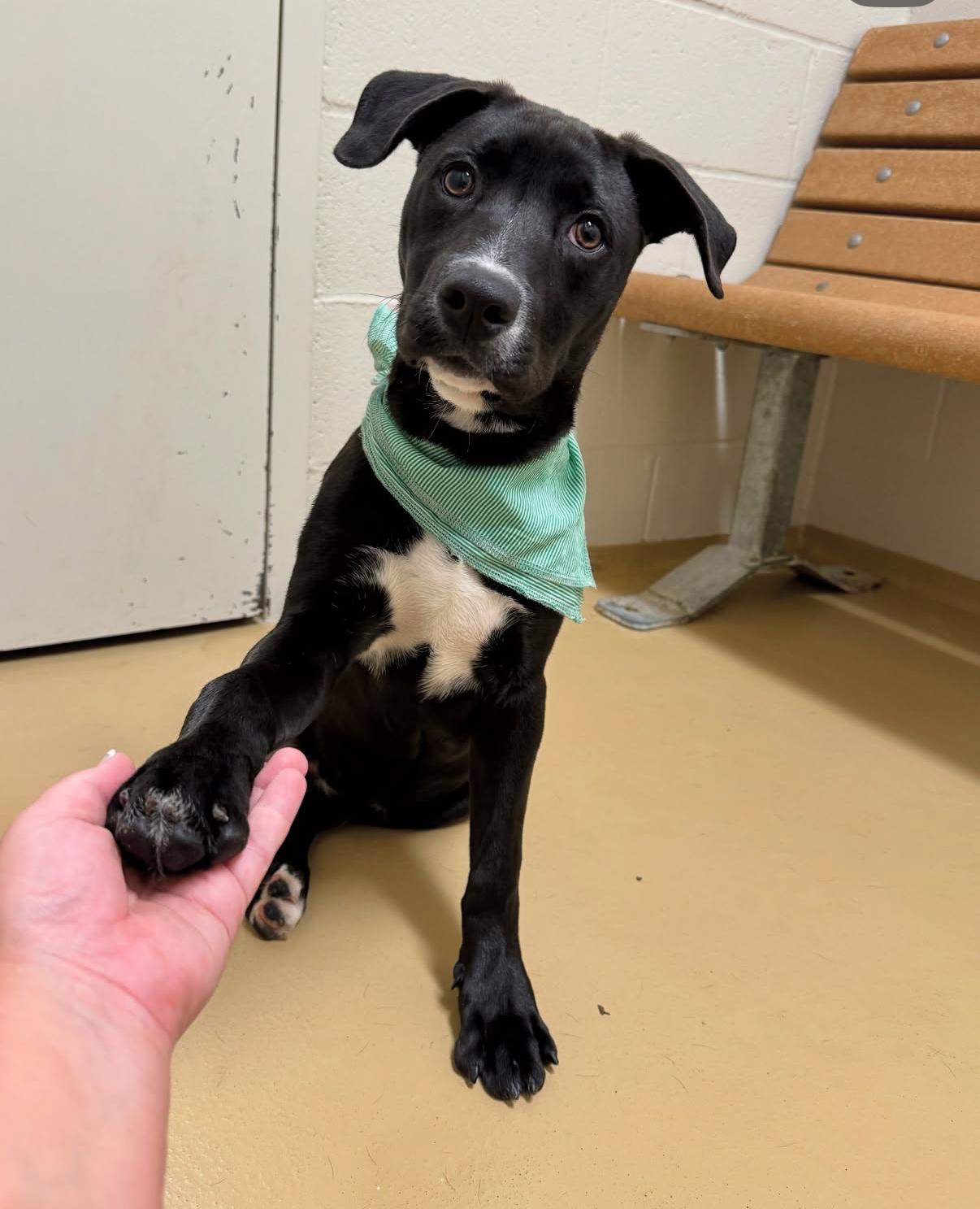 Dog for adoption - Tahoe, a Black Labrador Retriever & Boxer Mix in Downers Grove, IL | Petfinder