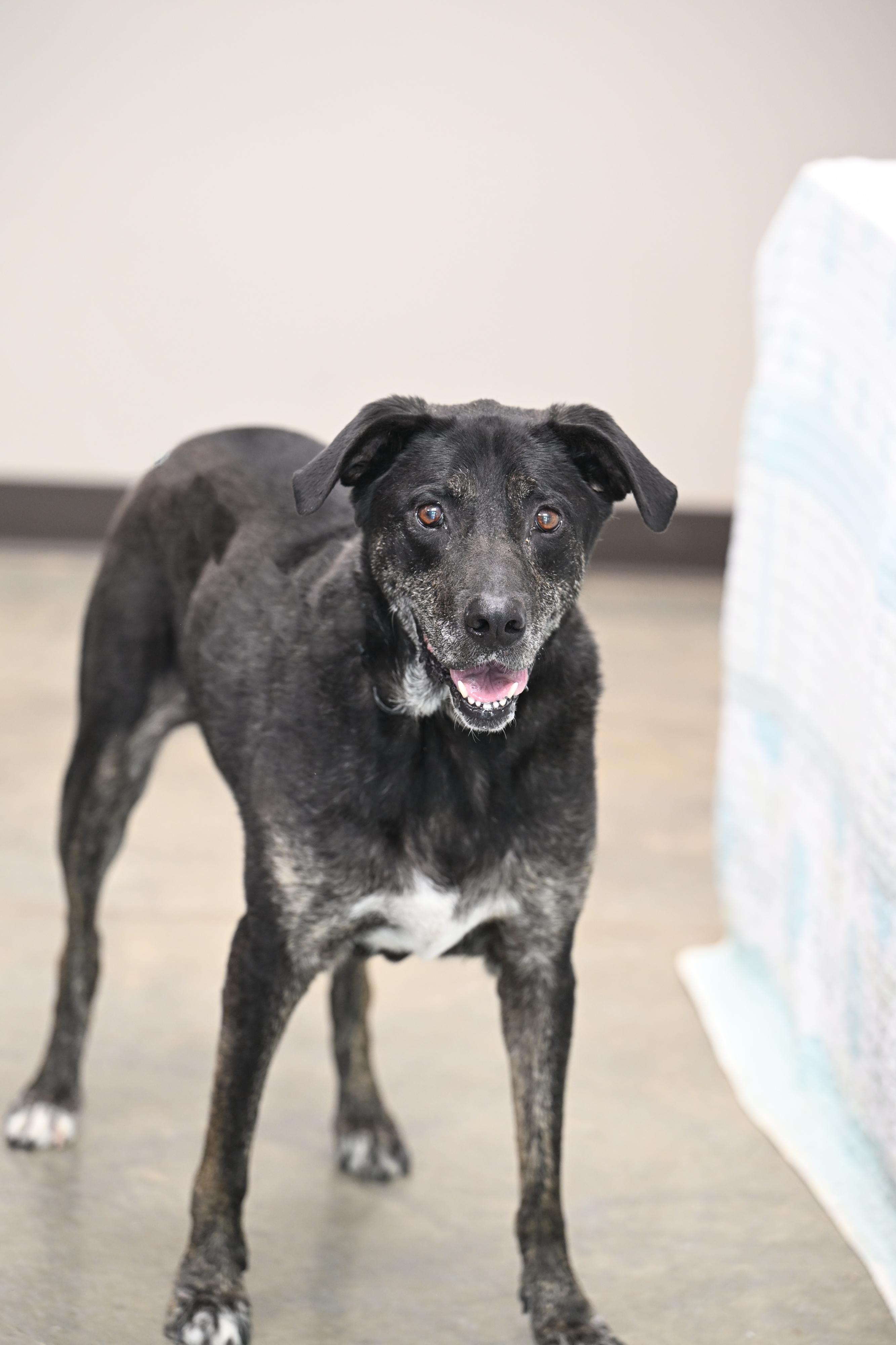Dog for adoption - Survy, a Black Labrador Retriever & Mountain Cur Mix ...