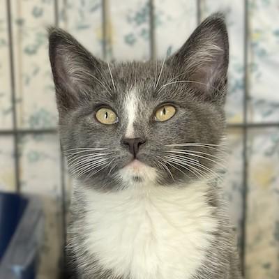 Cat for adoption - Huey, a Domestic Short Hair in Palmyra, VA | Petfinder