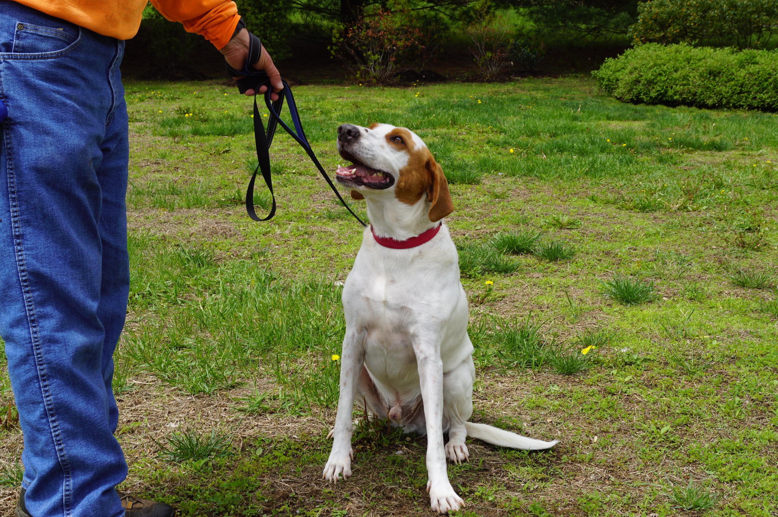 Dog for adoption - Atlas, an American Foxhound & Hound Mix in New ...
