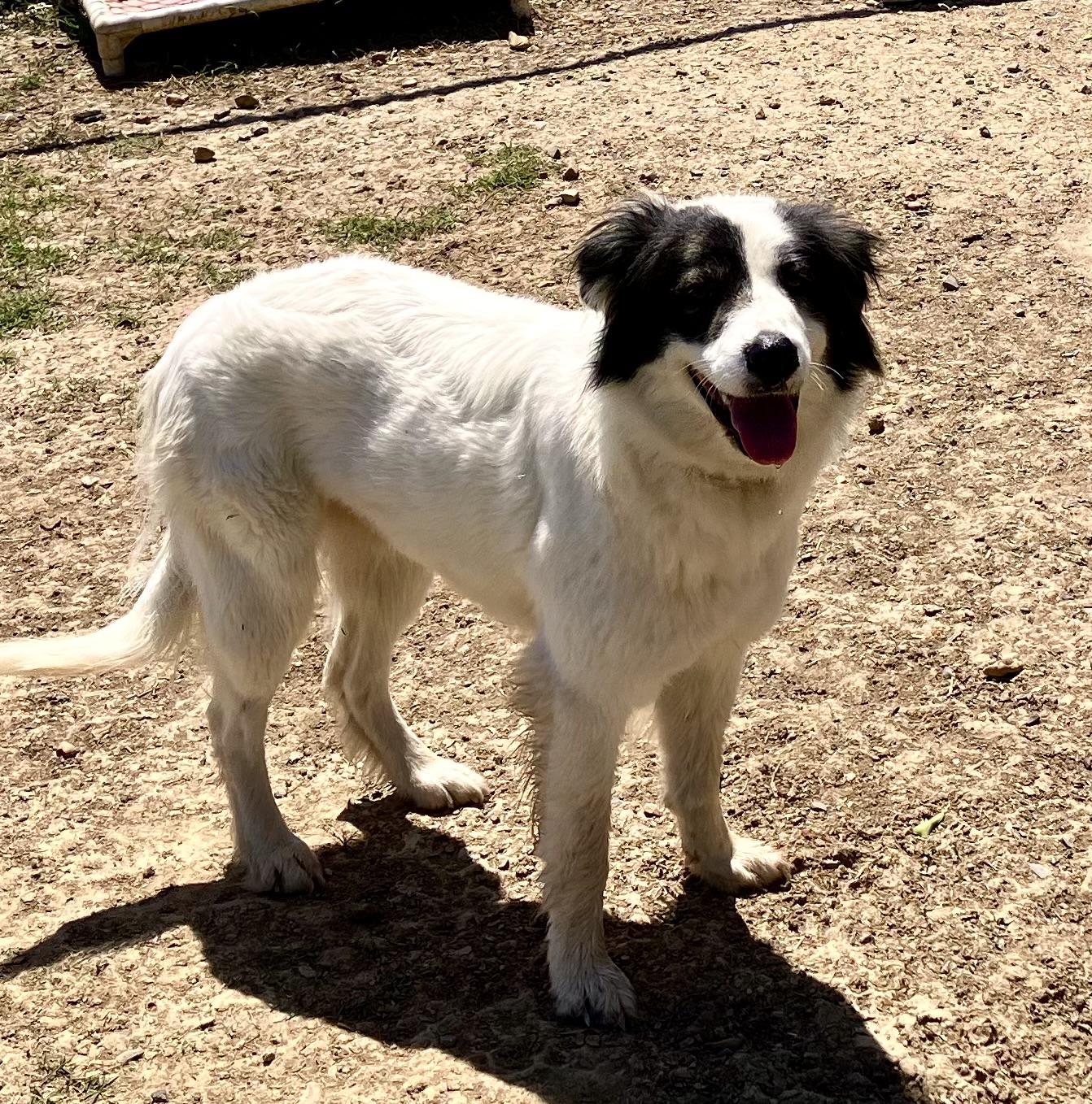 Dog for adoption - Dixie, a Border Collie Mix in Senatobia, MS | Petfinder