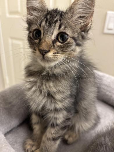 Cat for adoption - Daisy May, a Domestic Long Hair & Tabby Mix in ...