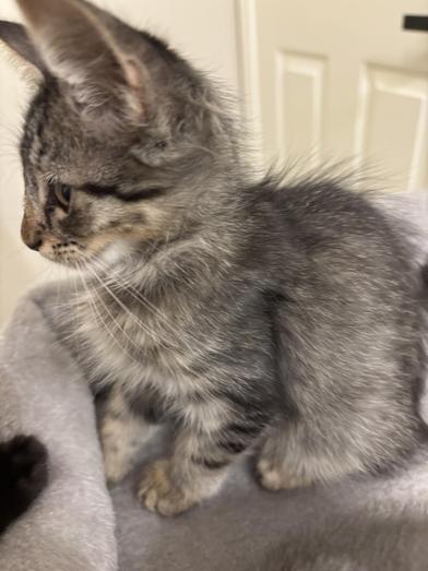 Cat for adoption - Daisy May, a Domestic Long Hair & Tabby Mix in ...