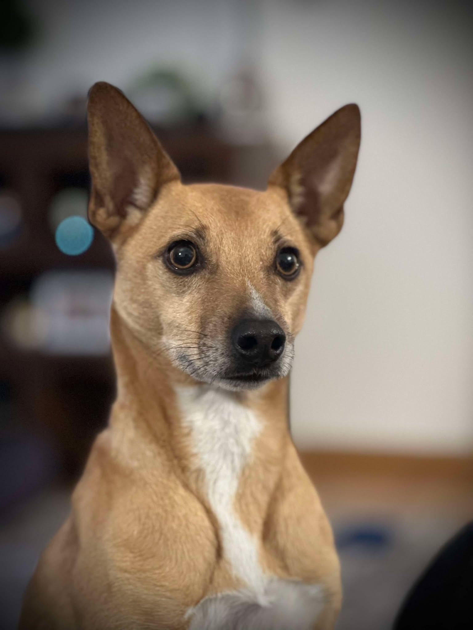 Dog for adoption - Peanut, a Shiba Inu & Terrier Mix in Waverly, IA ...