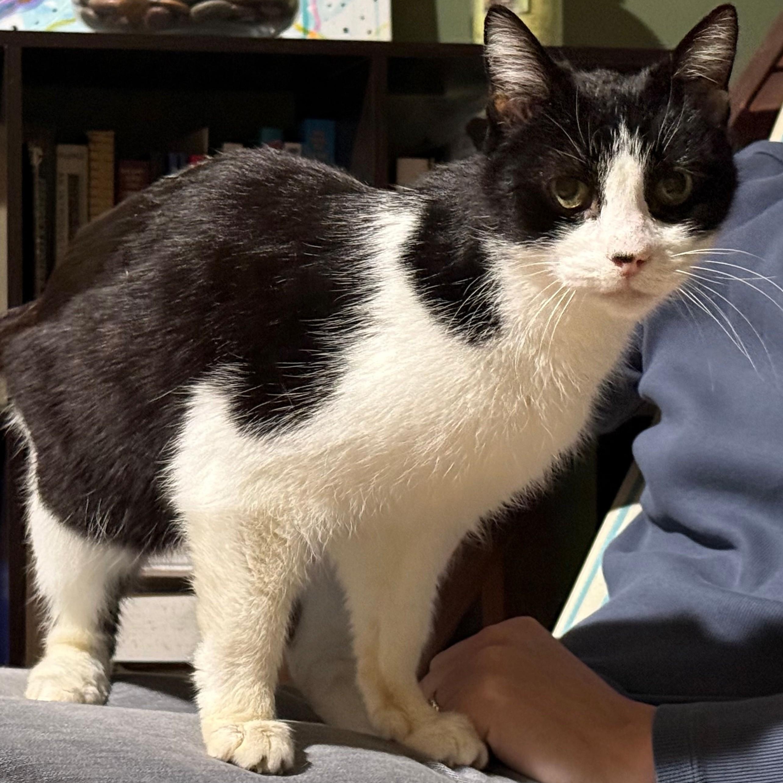 Cat for adoption - Woofy, a Domestic Short Hair in Renton, WA | Petfinder