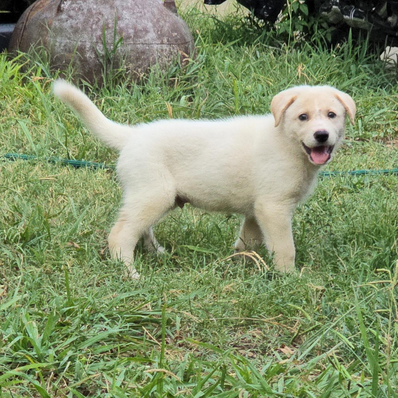 Dog for adoption - Simon, a Labrador Retriever Mix in Falls Church, VA ...