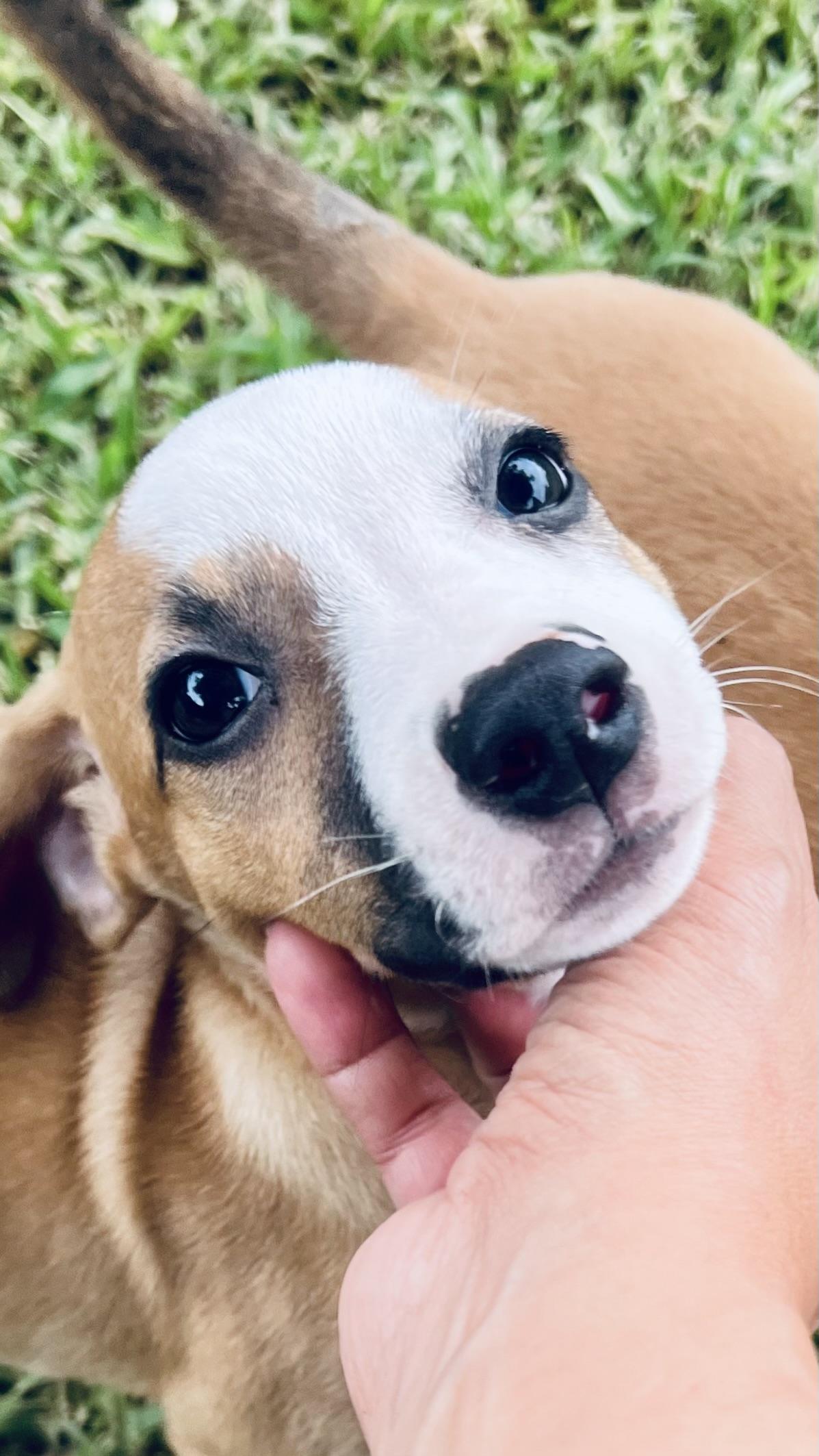 Dog for adoption - Layla, smart and playful!, a Labrador Retriever Mix ...