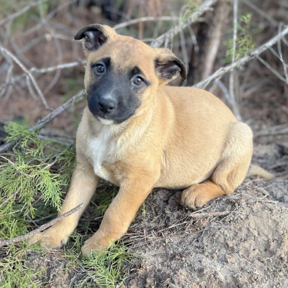 Dog for adoption - Percy, a Shepherd Mix in Fredericksburg, VA | Petfinder