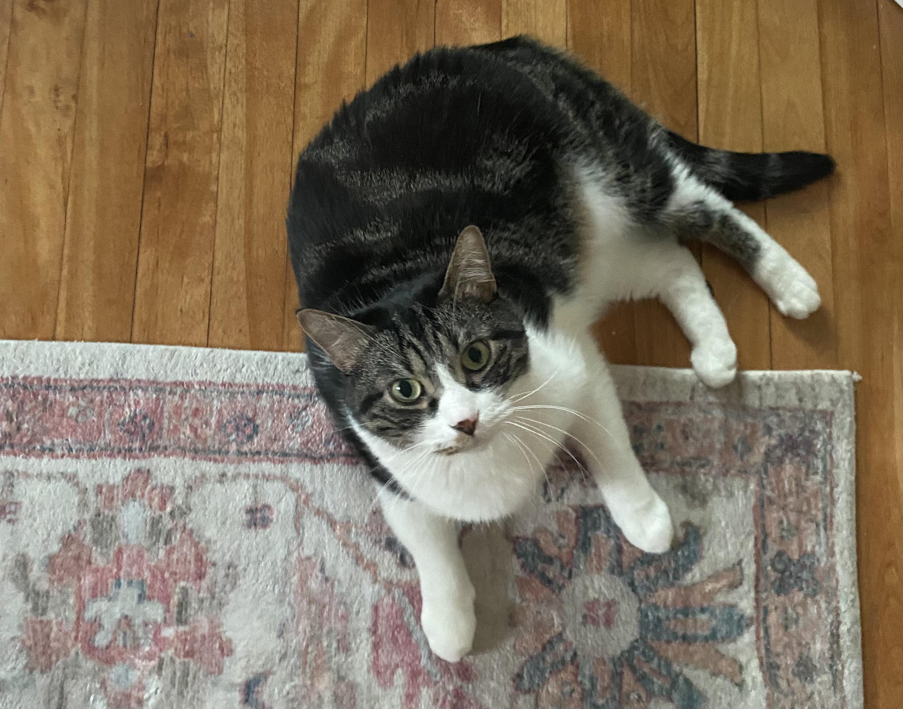 Adopt a Cat MN | Cat Adoption Minnesota | Pet Haven