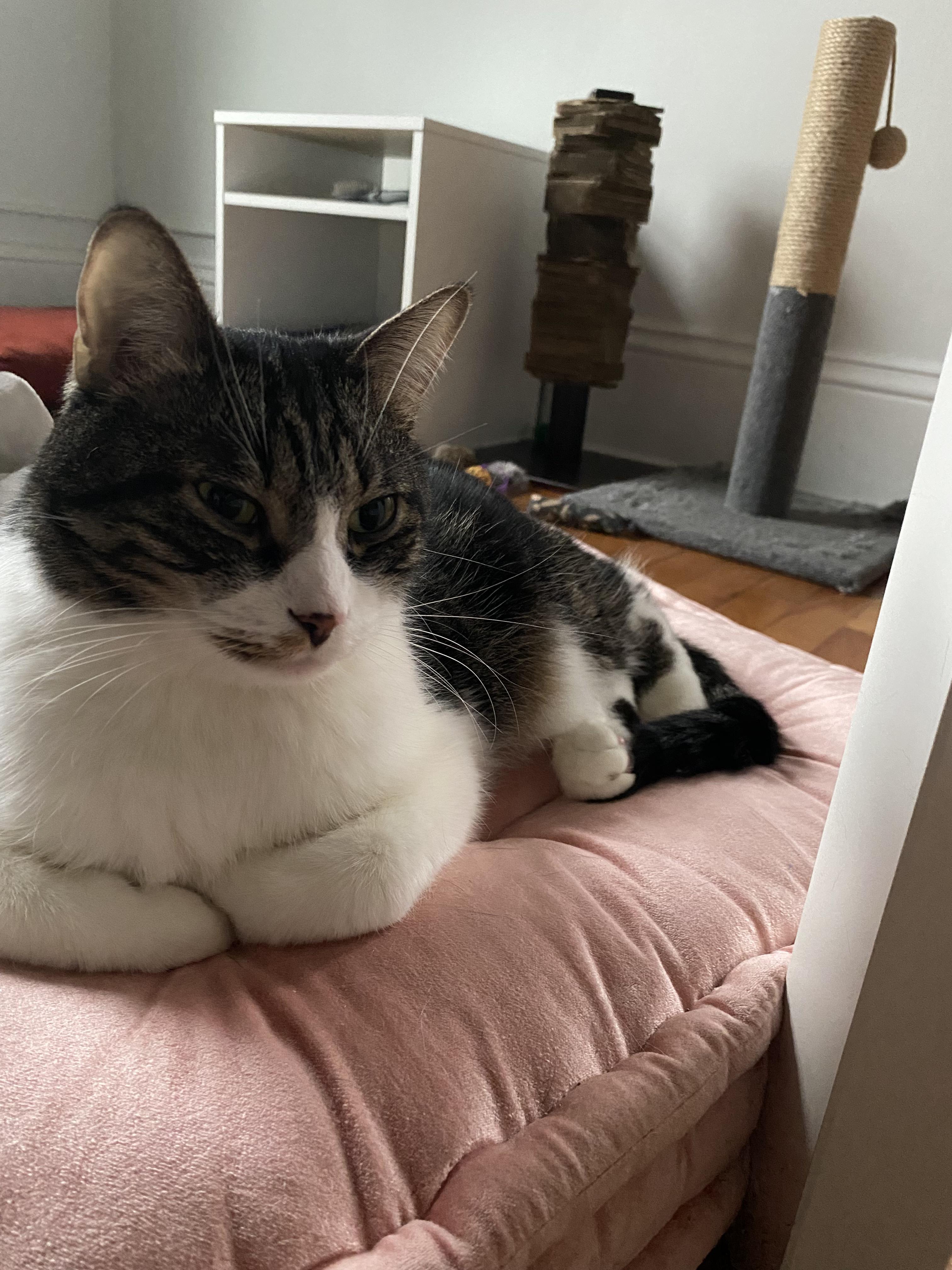 Adopt a Cat MN | Cat Adoption Minnesota | Pet Haven