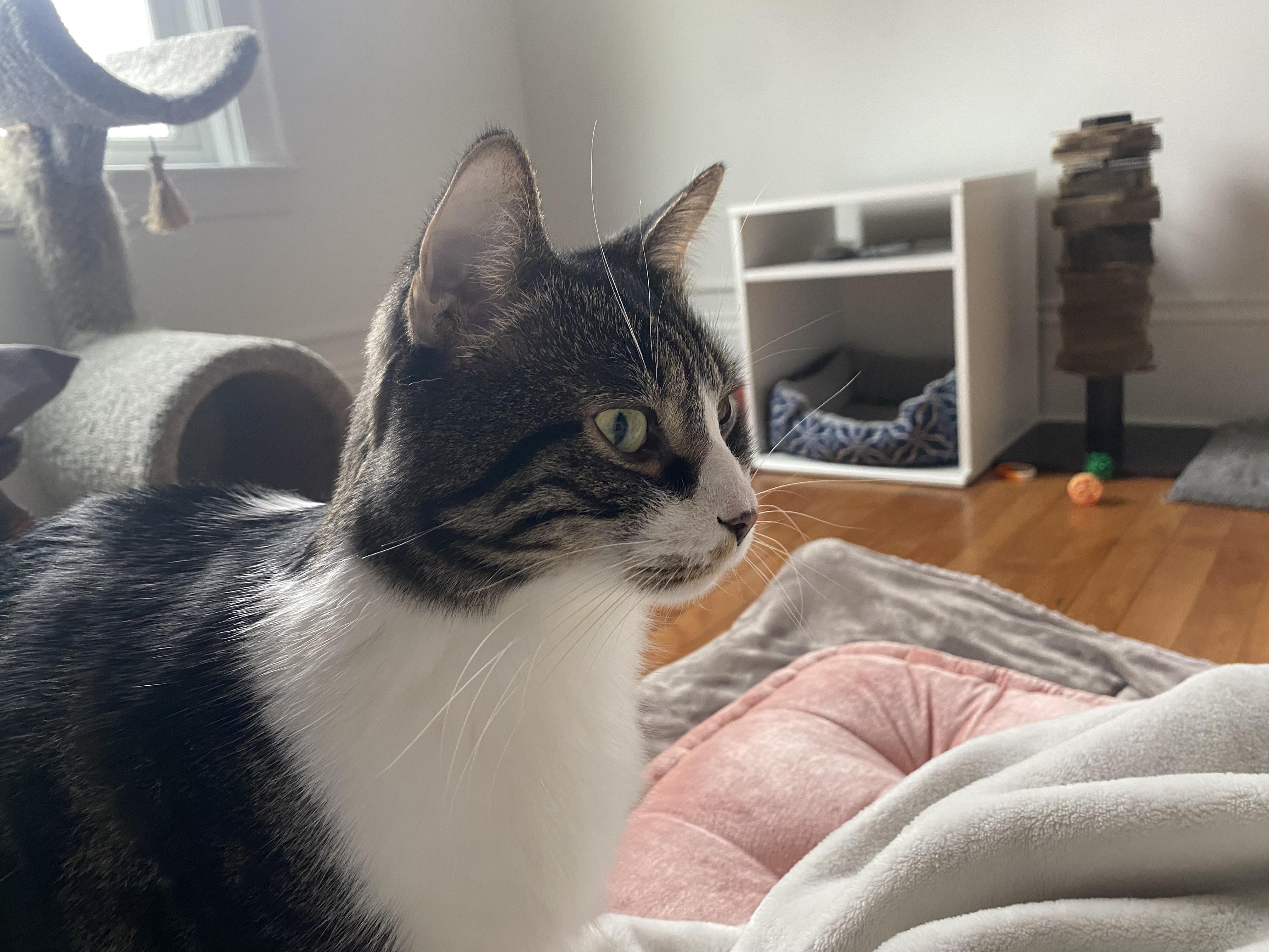Adopt a Cat MN | Cat Adoption Minnesota | Pet Haven