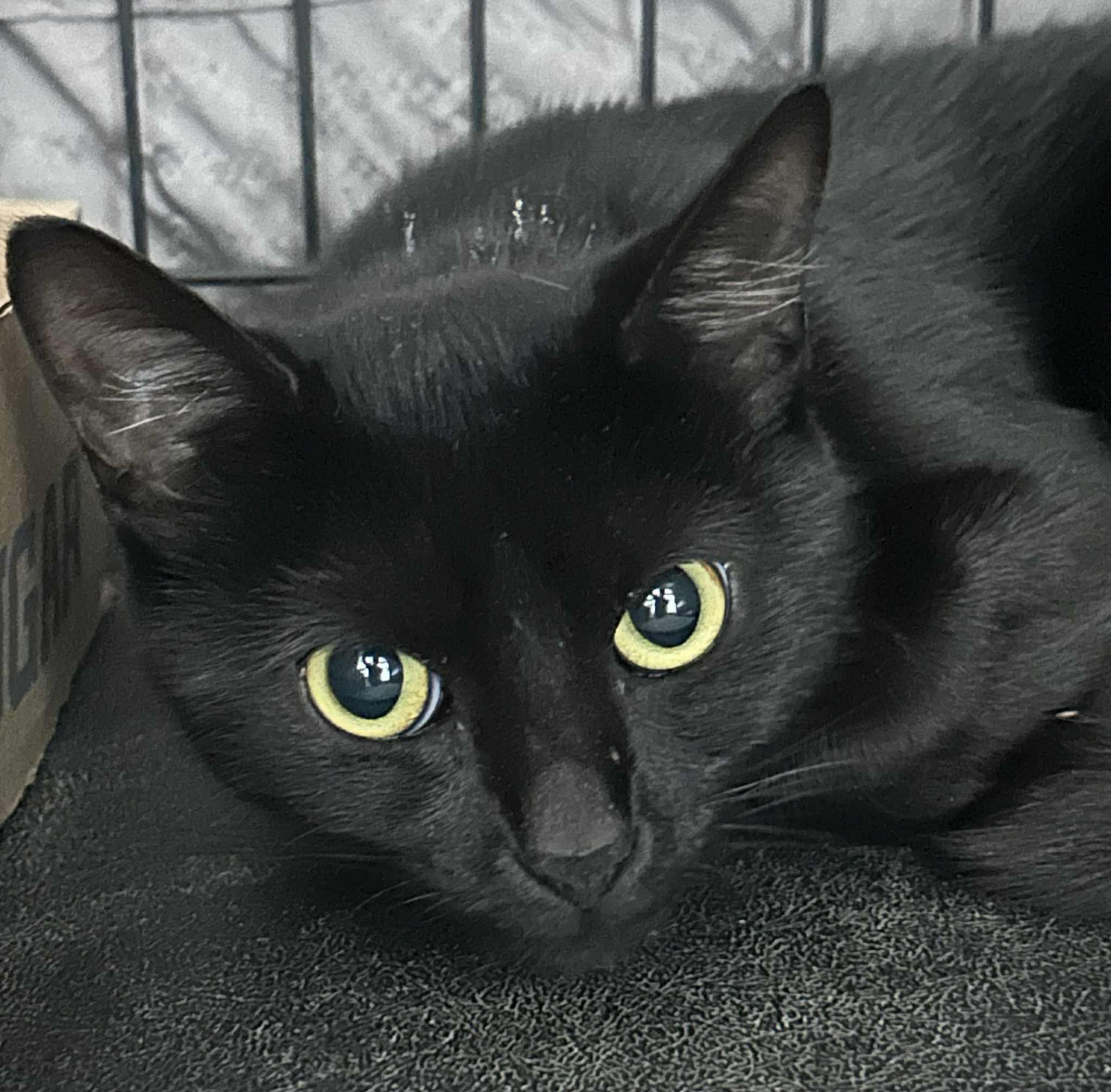 Our Cats – Westfield Homeless Cat Project