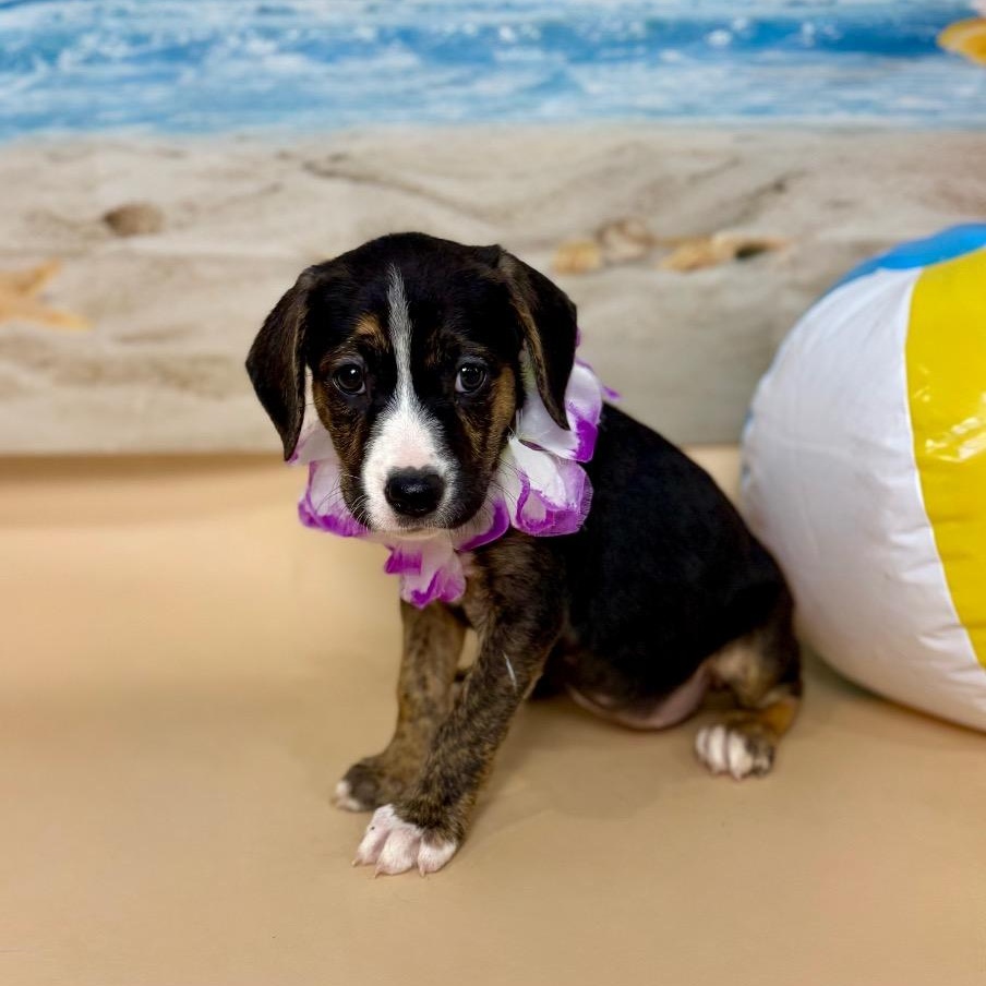 Dog for adoption - Caramel, a Hound & Labrador Retriever Mix in ...