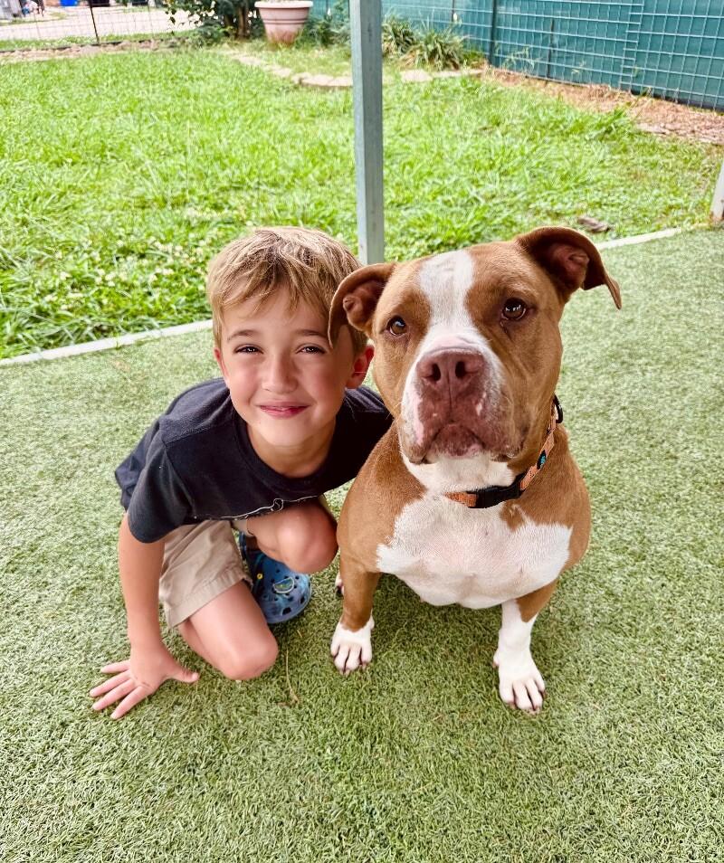 Dog for adoption - Brooklyn Baby the Sweetest Girl, an American Bulldog ...