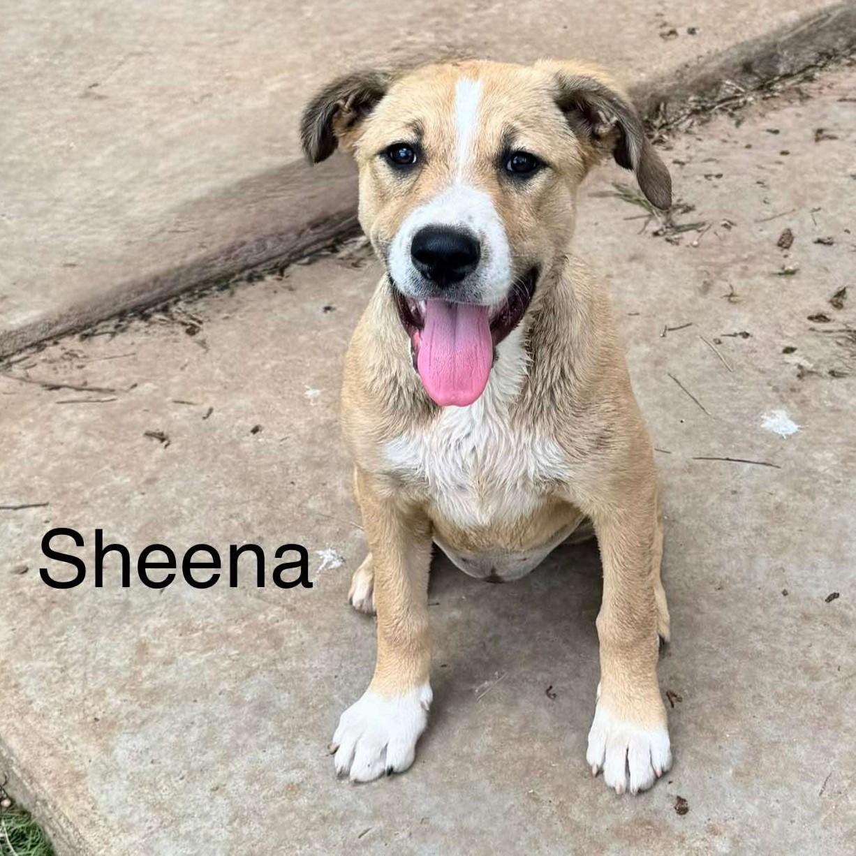 Dog for adoption - Sheena, a Shepherd Mix in Indianapolis, IN | Petfinder