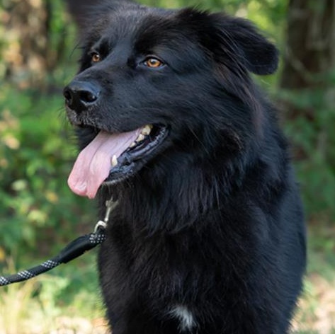 Dog for adoption - Shadow, a German Shepherd Dog & Chow Chow Mix in ...
