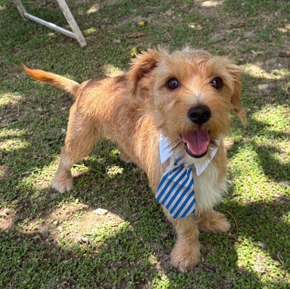 Dog for adoption - Benson, a Dachshund & Yorkshire Terrier Mix in ...