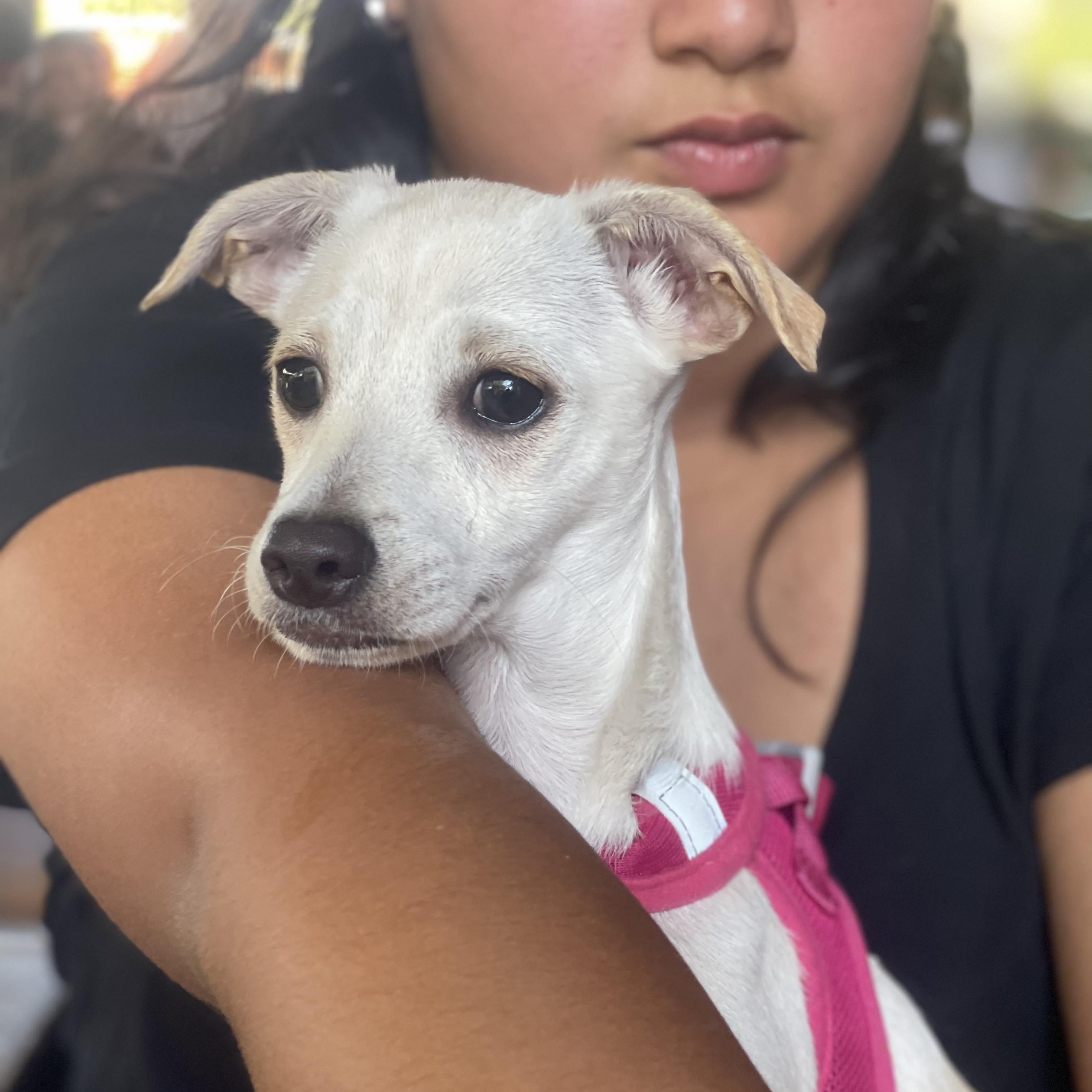 Dog for adoption - TROI born March 2025 9 lbs, a Chihuahua & Chiweenie ...