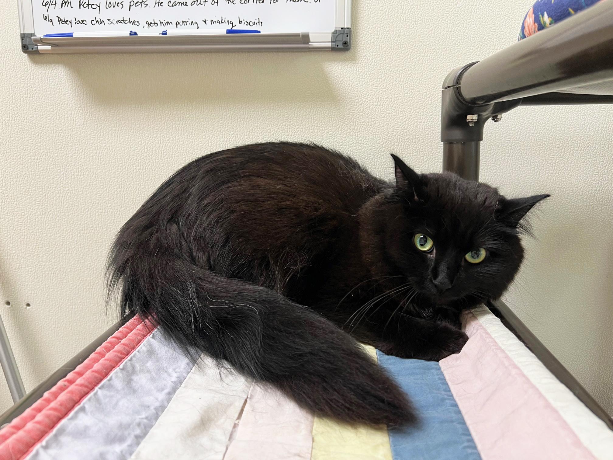 Cat for adoption - Scarlett - gentle poofy sweetheart, a Domestic ...