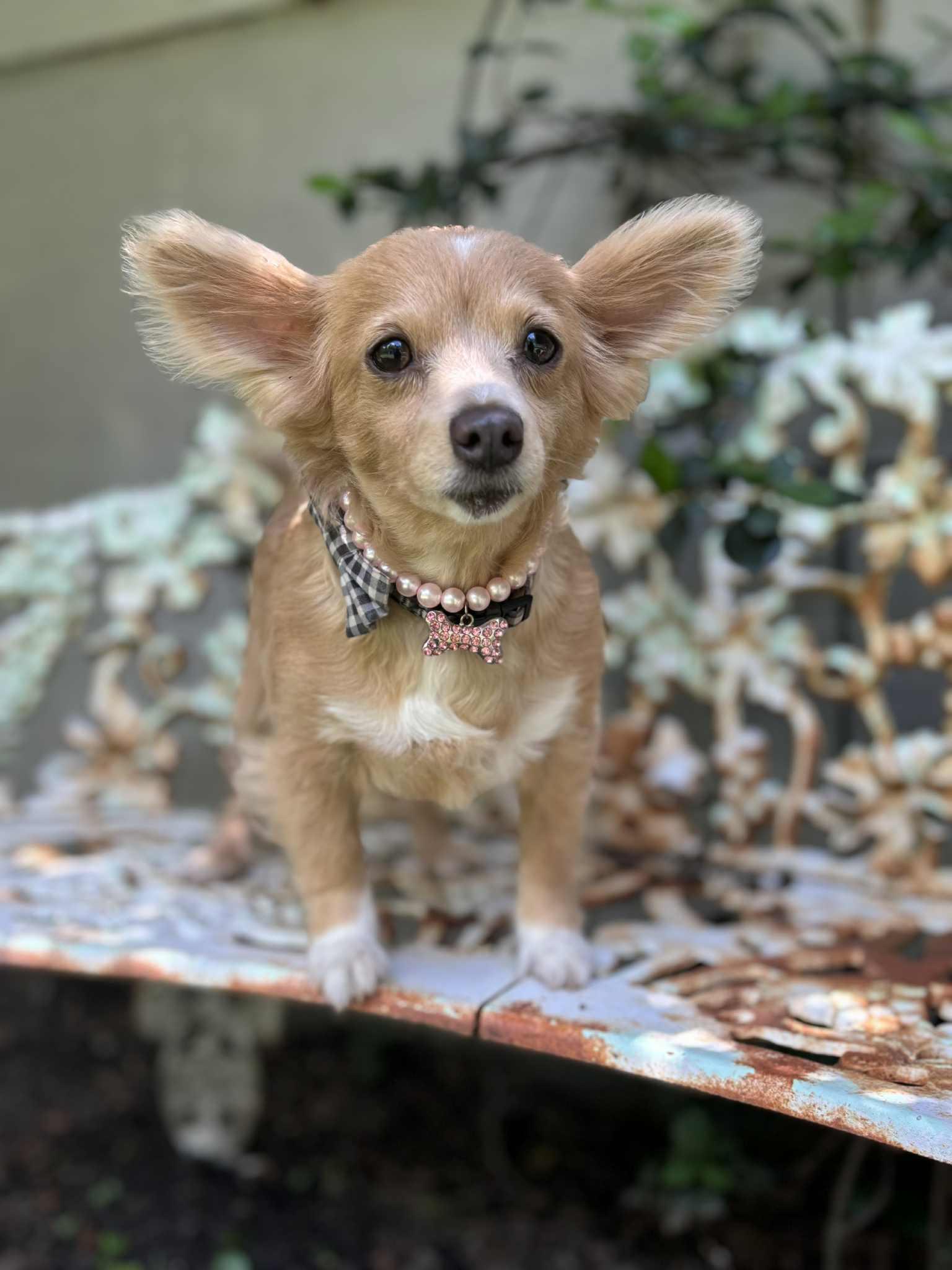 Dog for adoption - Penelope, a Pomeranian & Chihuahua Mix in Putnam, CT ...