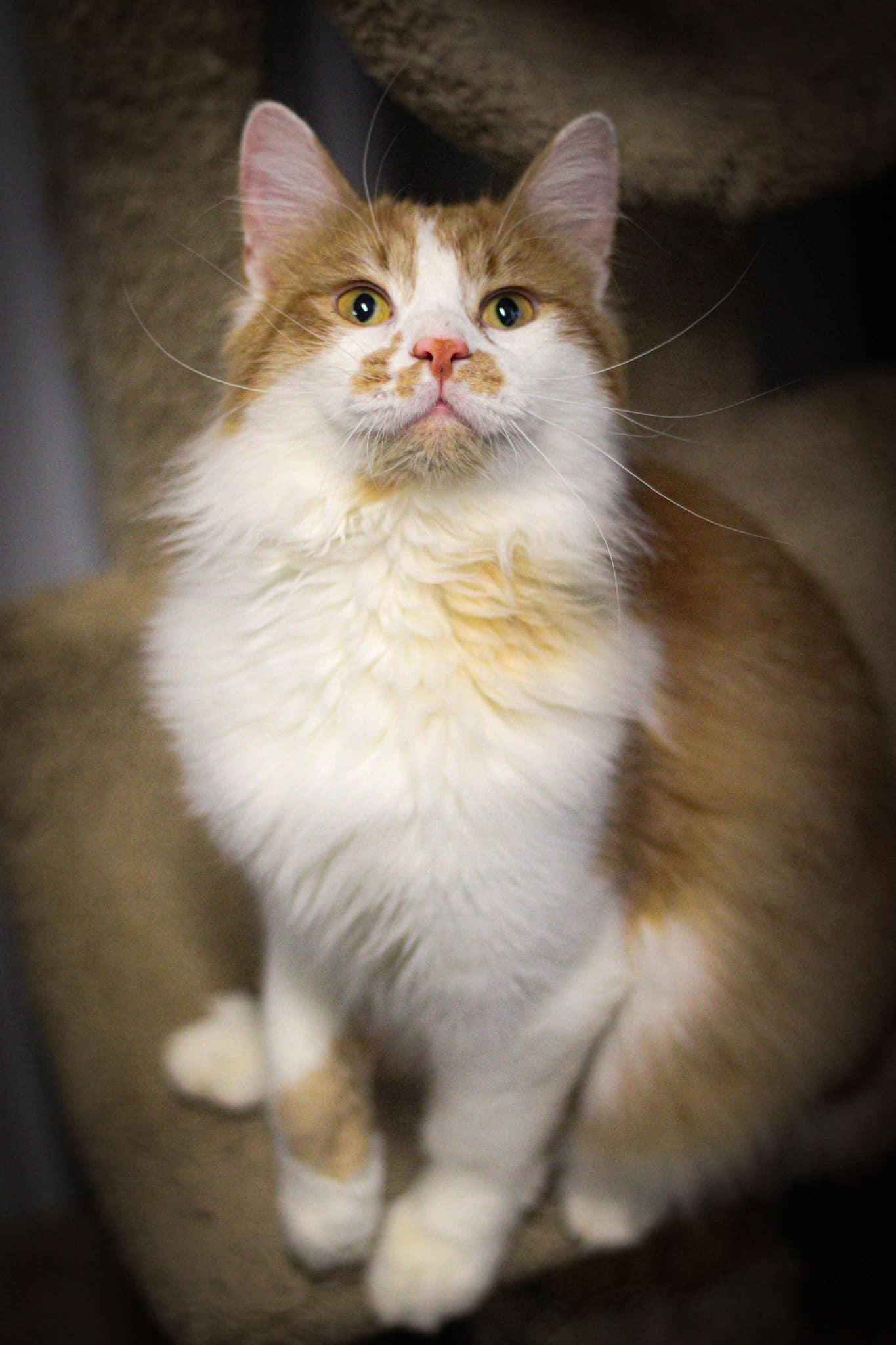 Cat for adoption - Kringle, a Domestic Medium Hair in Calhoun, KY ...