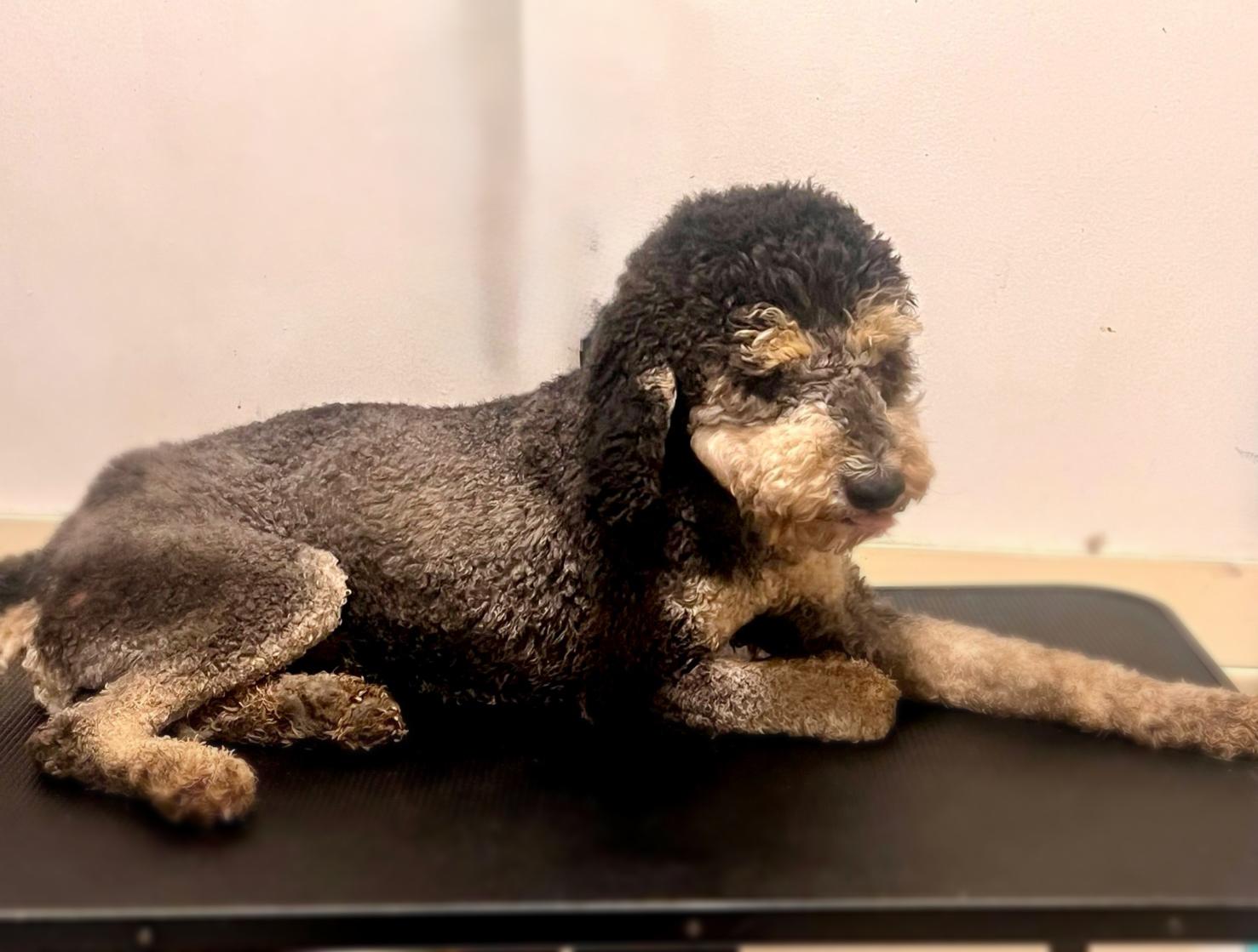 Adopt a Goldendoodle for Sale & Adoption | GetBuddy