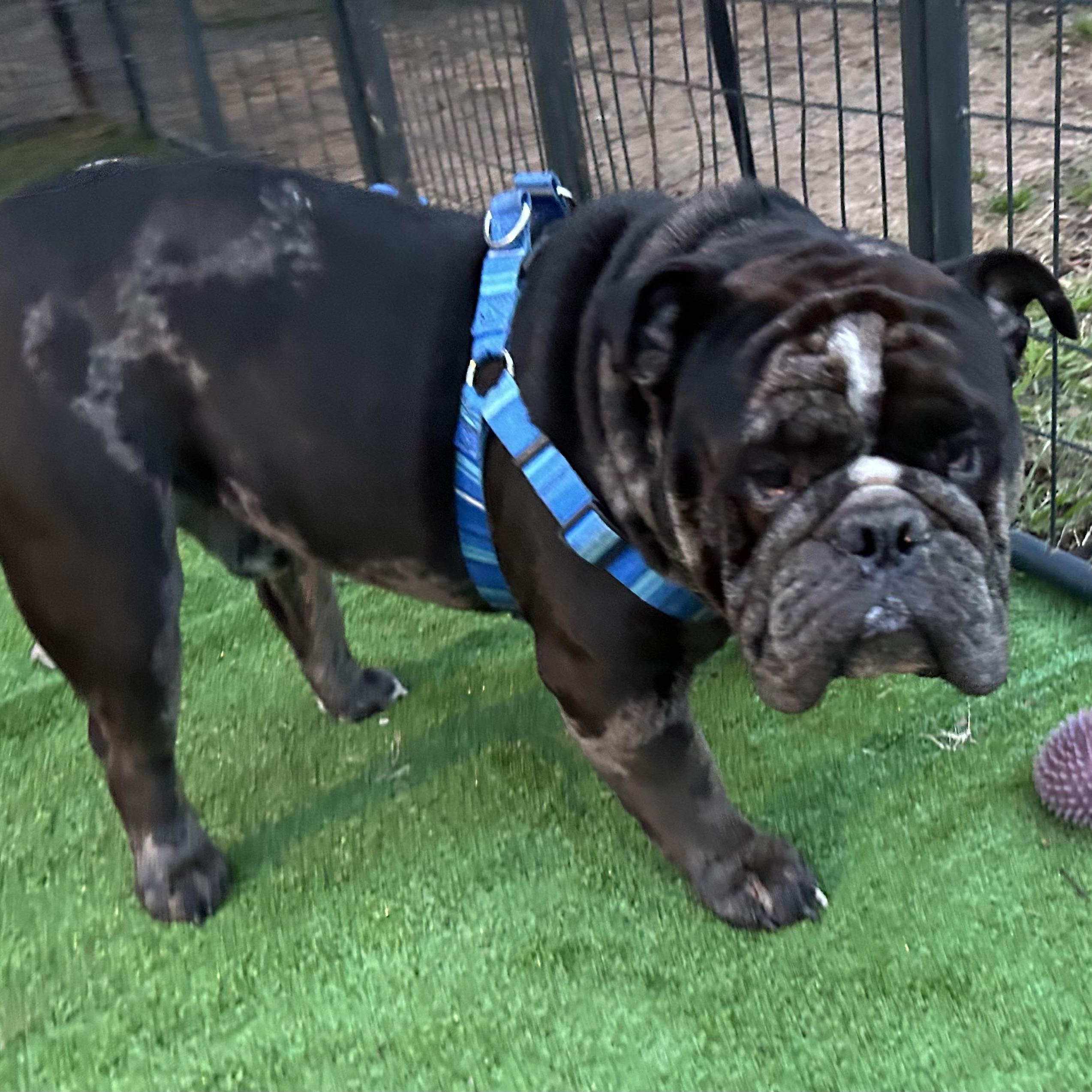 Dog for adoption - Roscoe, a Bulldog in Ann Arbor, MI | Petfinder