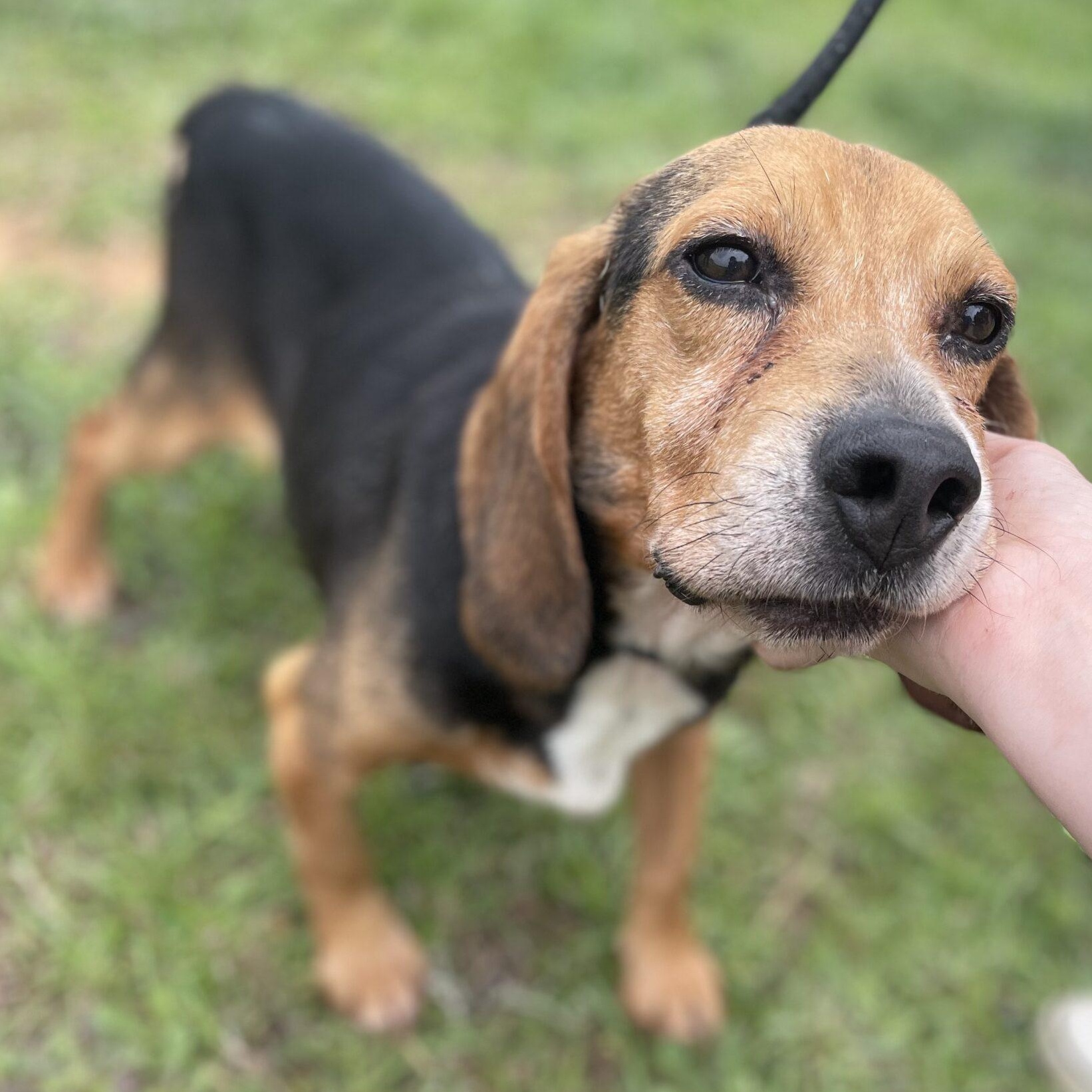 Dog for adoption - Stumpy, a Beagle Mix in New York, NY | Petfinder