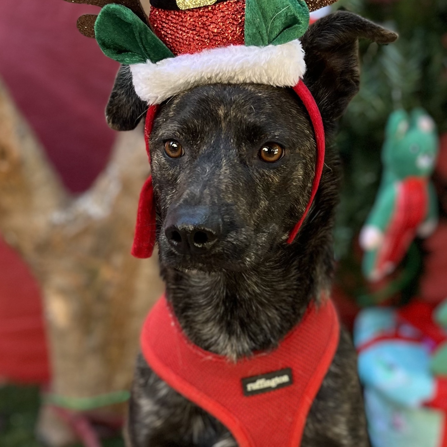 Dog for adoption - Mahogany, a Whippet & Labrador Retriever Mix in San ...