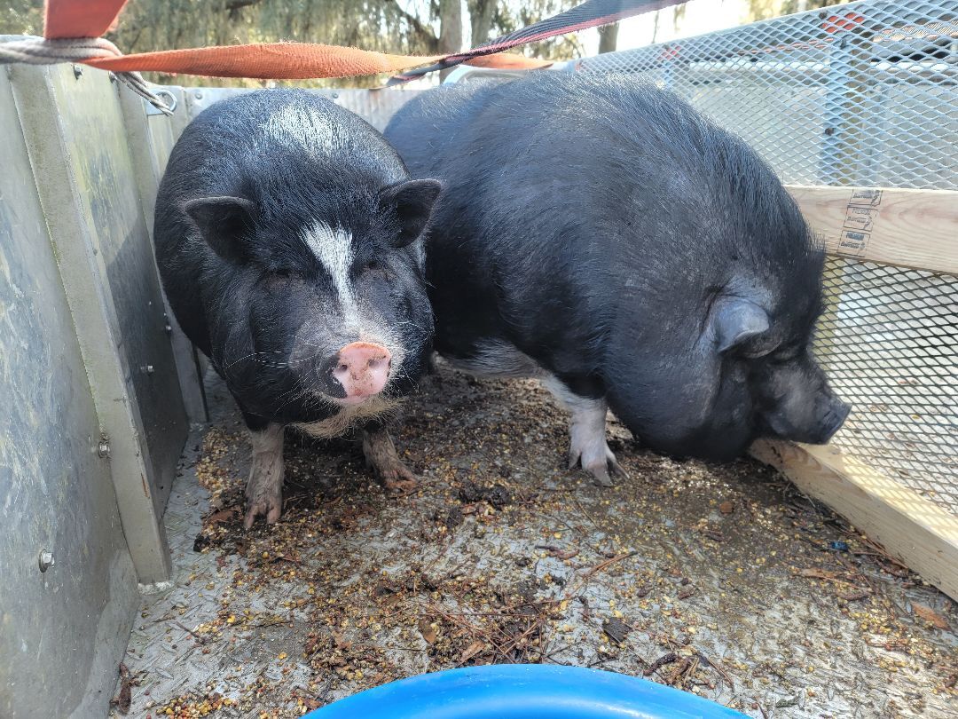Pig for adoption - LANCE and PEPE, a Pig Mix in Jacksonville, FL ...