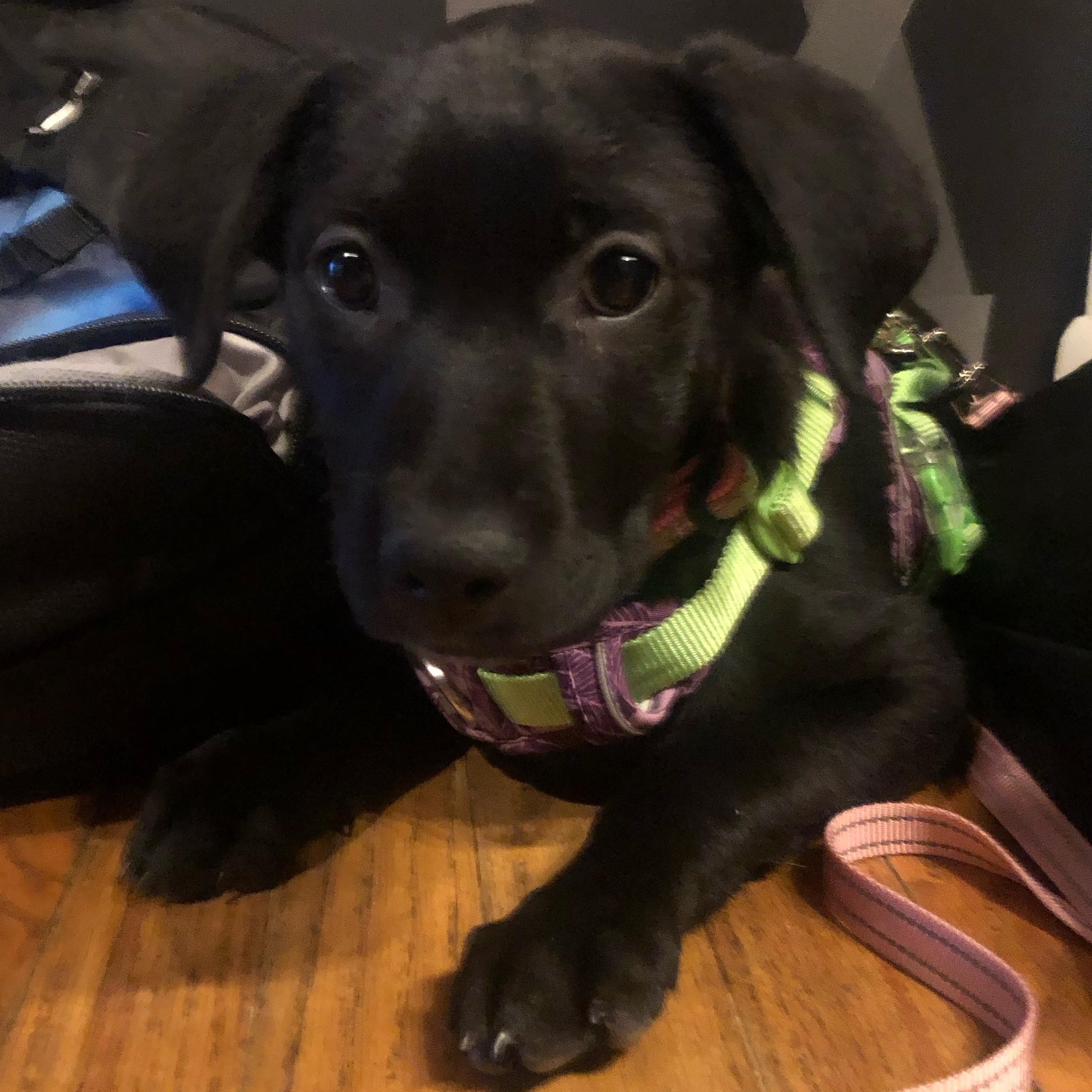 Dog for adoption - Vanta, a Black Labrador Retriever Mix in Crystal ...