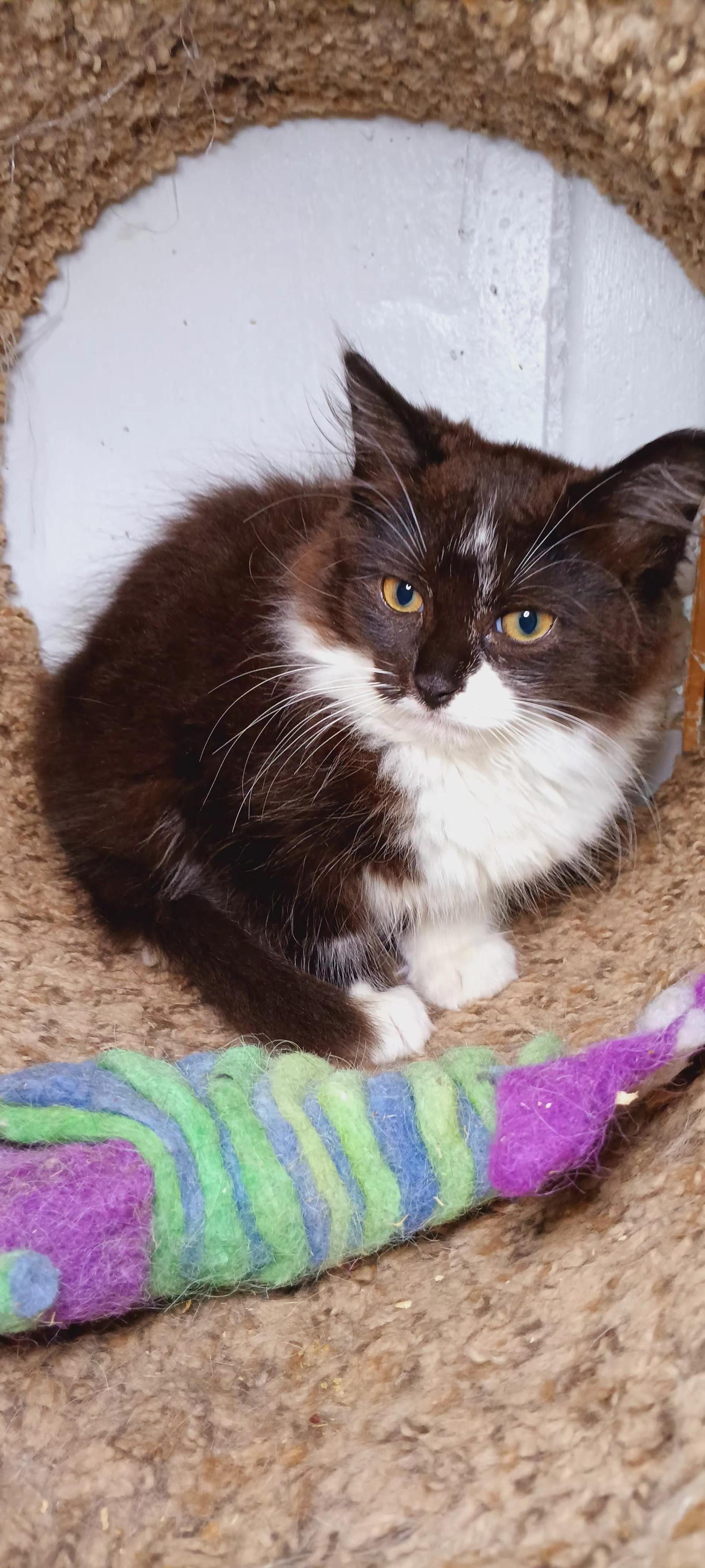 Cat for adoption - Godiva, a Domestic Medium Hair in Bethpage, NY ...