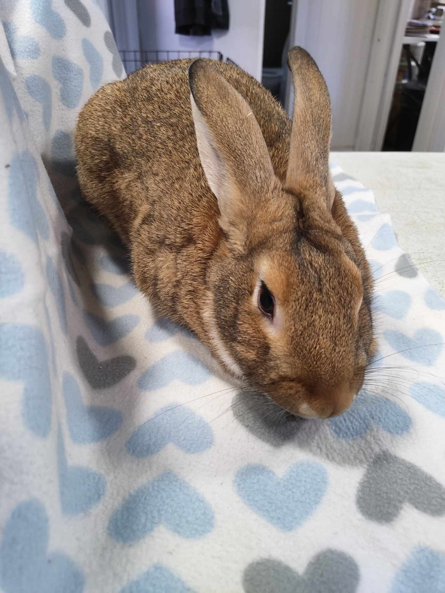 Rabbit for adoption - Garnet, an American in Erie, PA | Petfinder