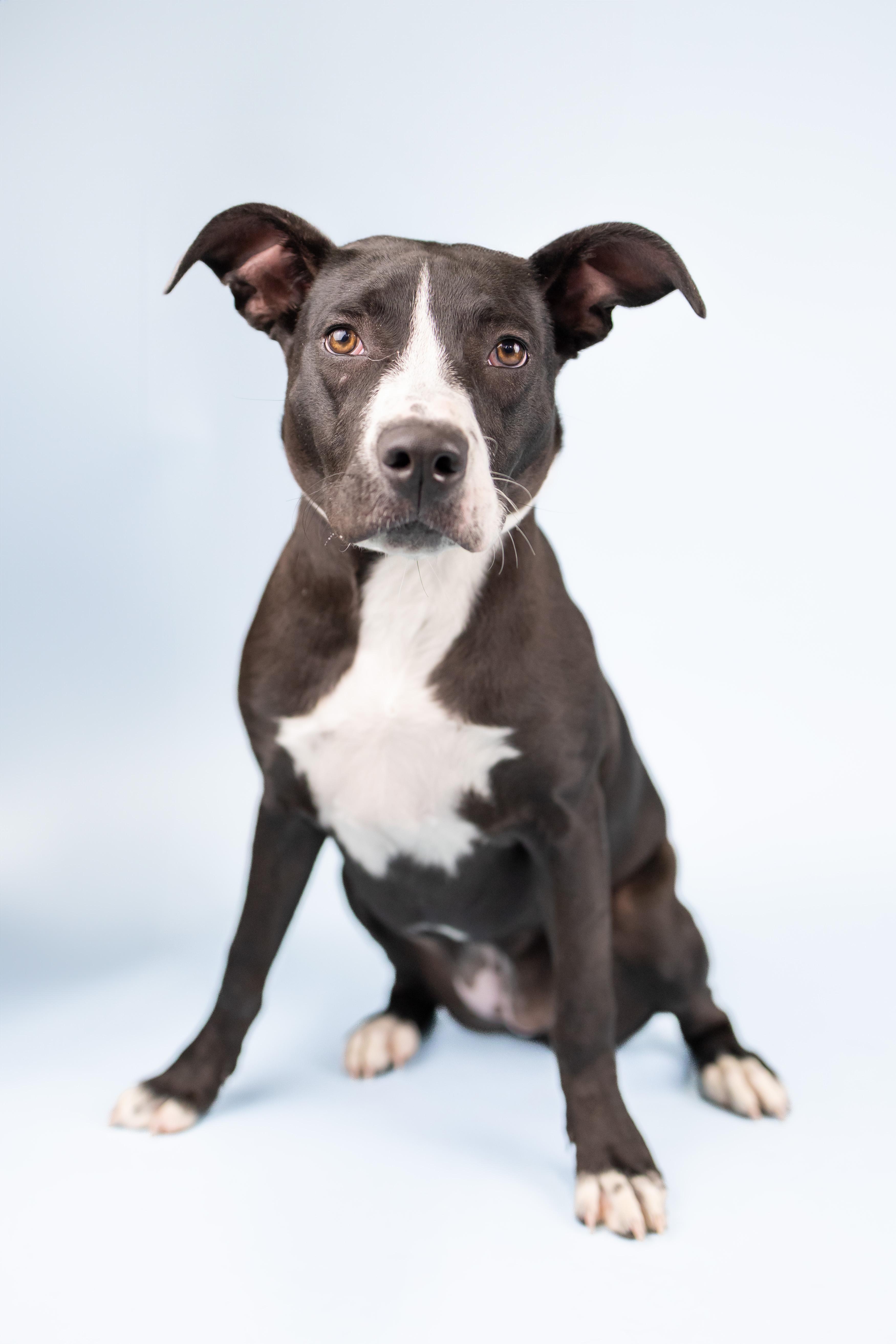 Dog for adoption - Speedy, a Mixed Breed in Portland, OR | Petfinder