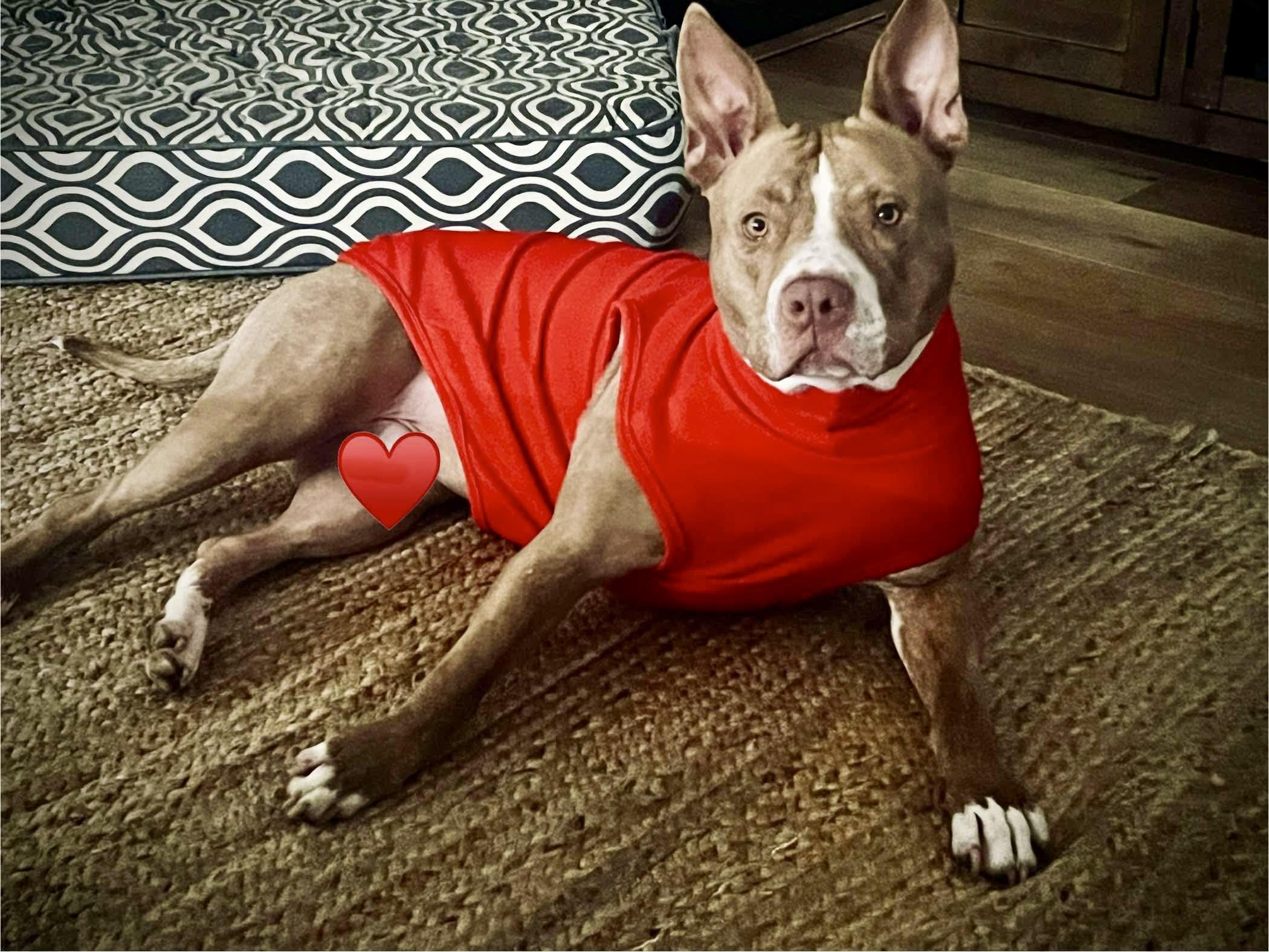 Dog for adoption - Mr. Buster Brown, an American Staffordshire Terrier ...