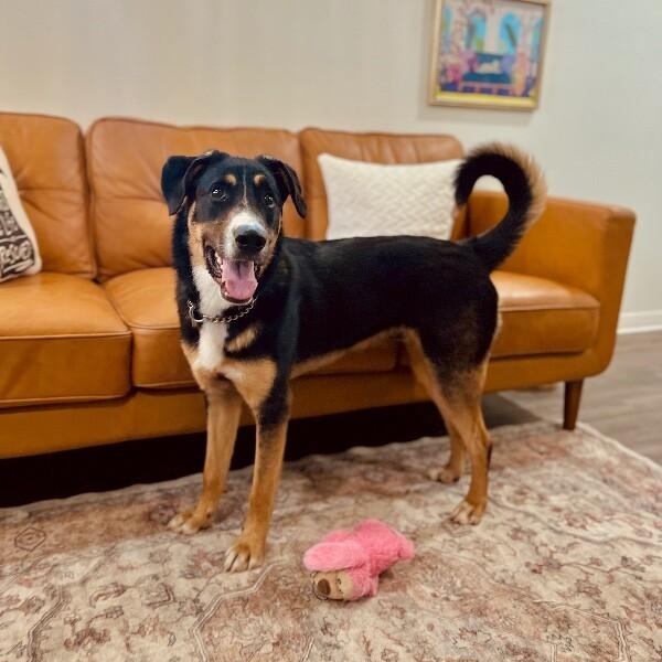 Dog for adoption - Charlie Roo is a Dream Come True, a German Shepherd ...