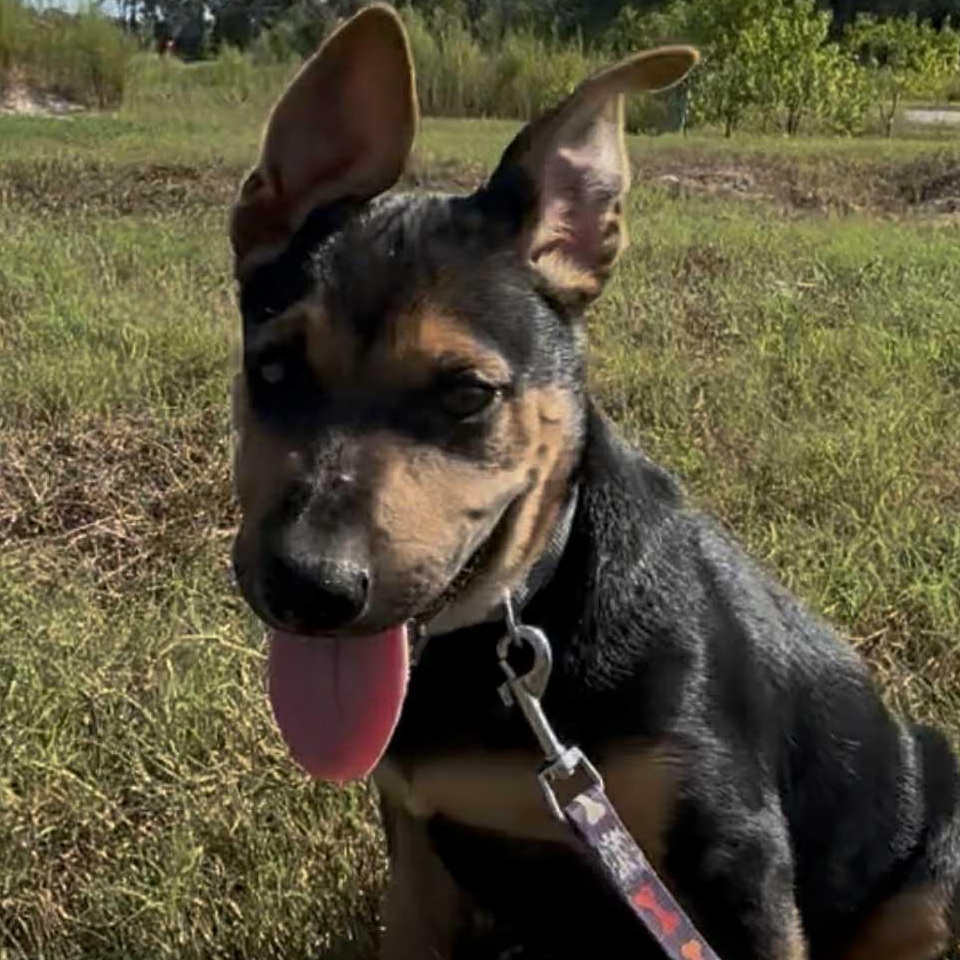 Dog for adoption - Noah, a German Shepherd Dog in Fort Lupton, CO ...