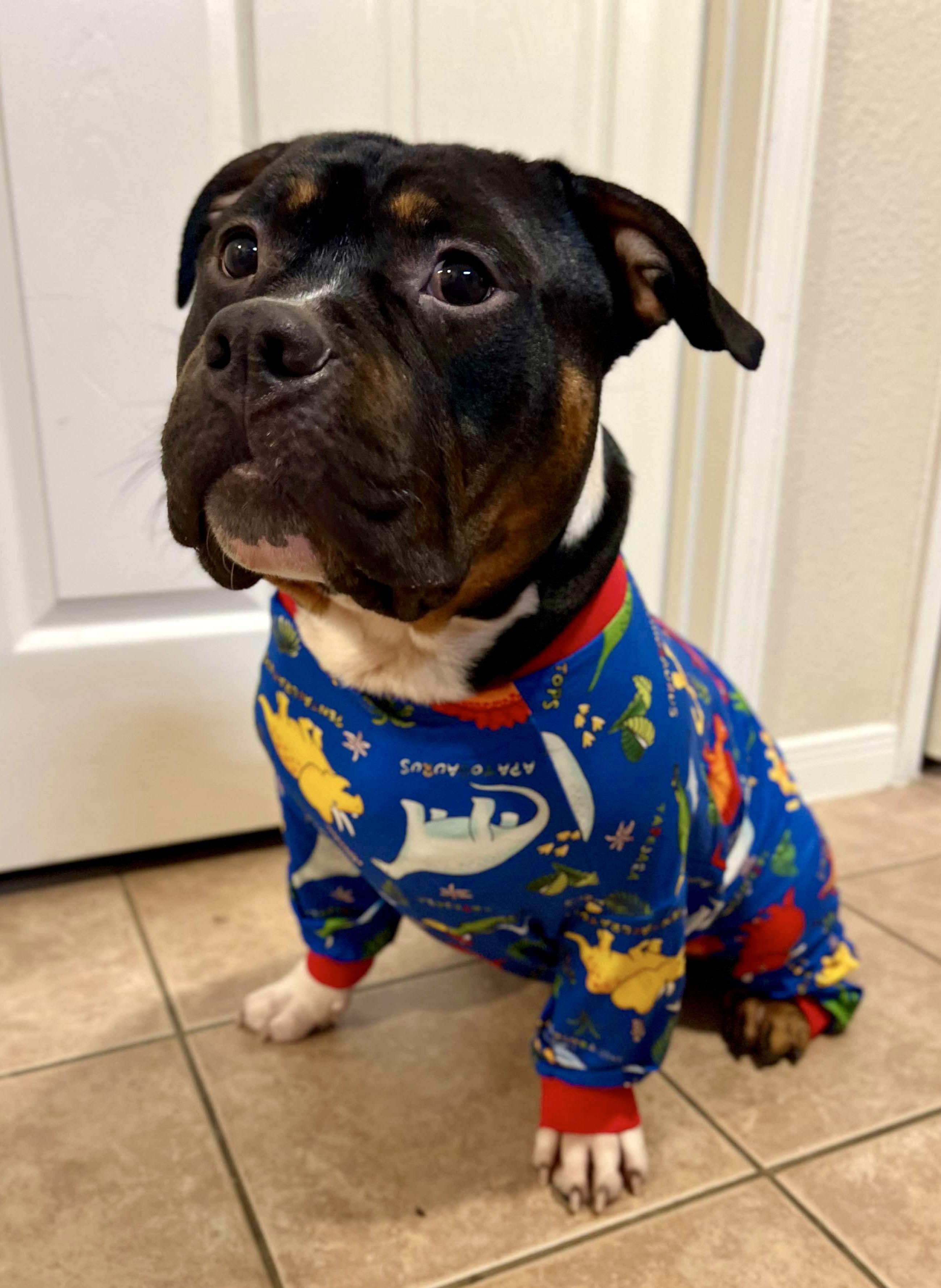 Dog for adoption - Hercules, a Pit Bull Terrier Mix in Salt Lake City ...