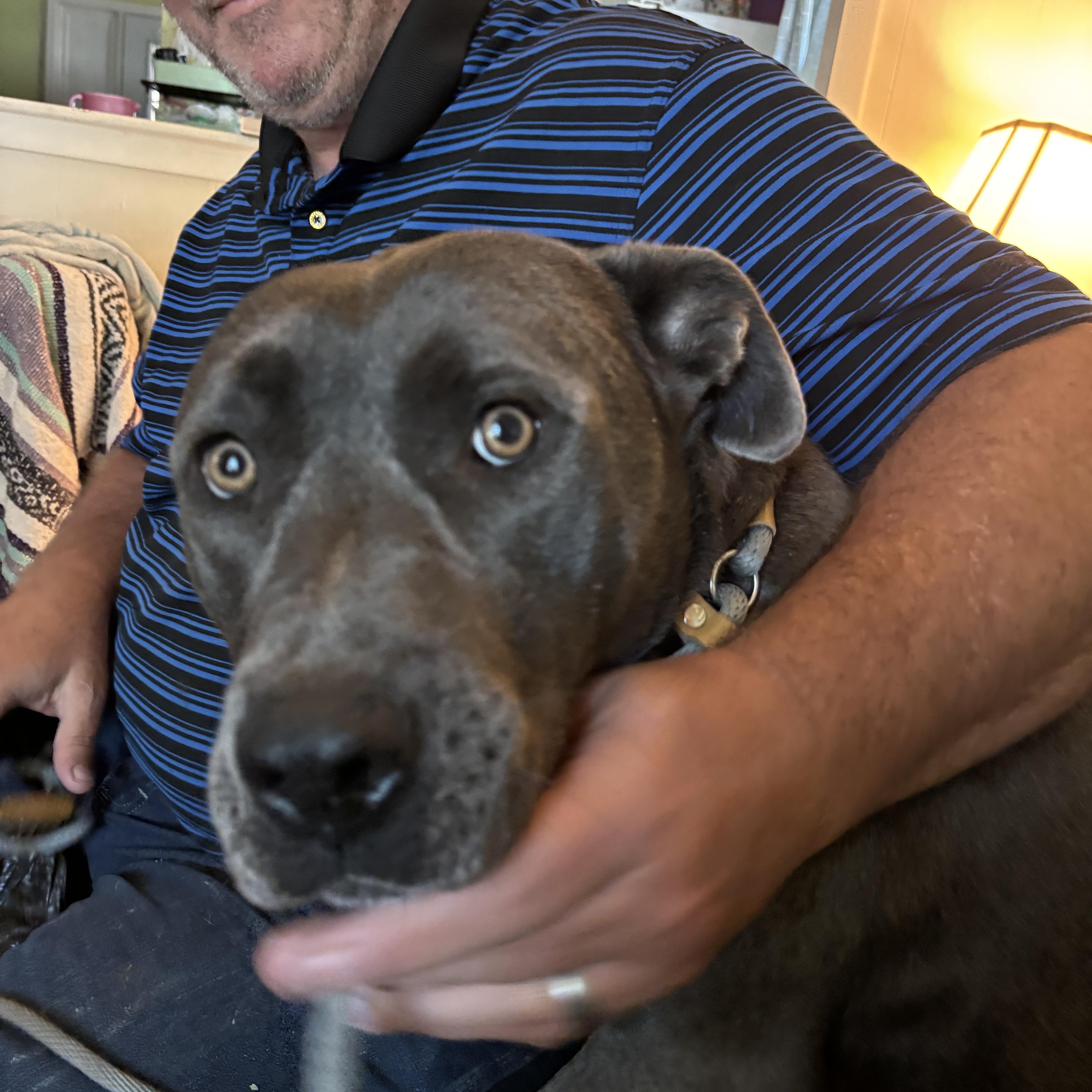 Dog for adoption - Sara, an American Staffordshire Terrier & Pit Bull ...