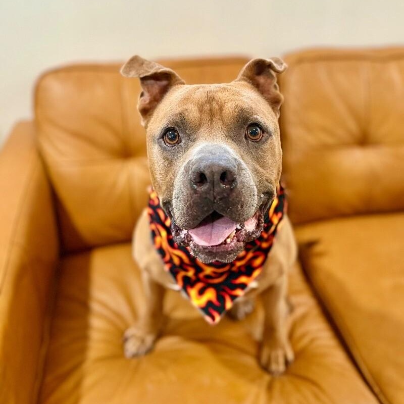 Dog for adoption - Brisket Boi Thicc Hunka Chunka, an American Bulldog ...